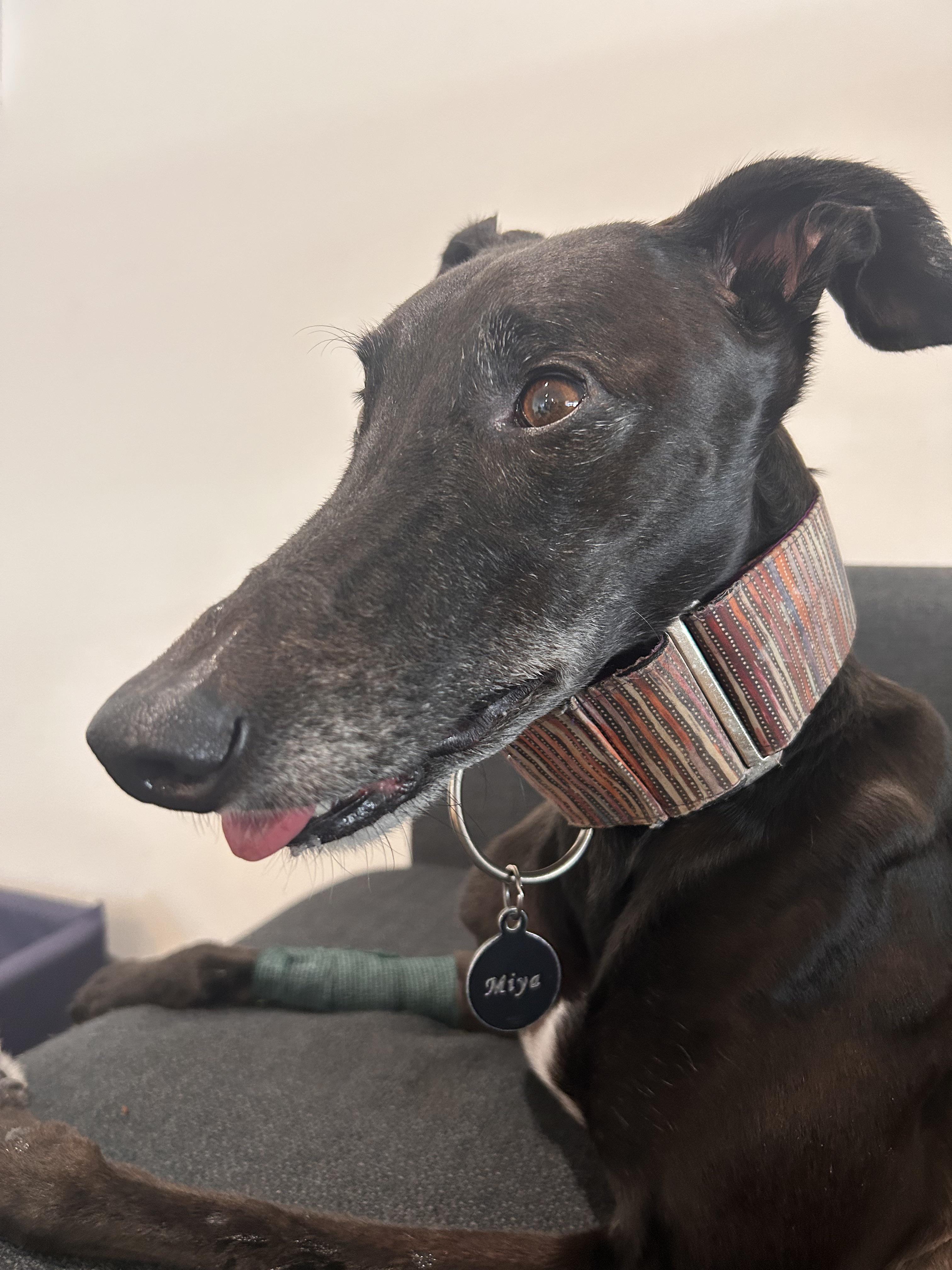 Update. Miya is back | Scrolller