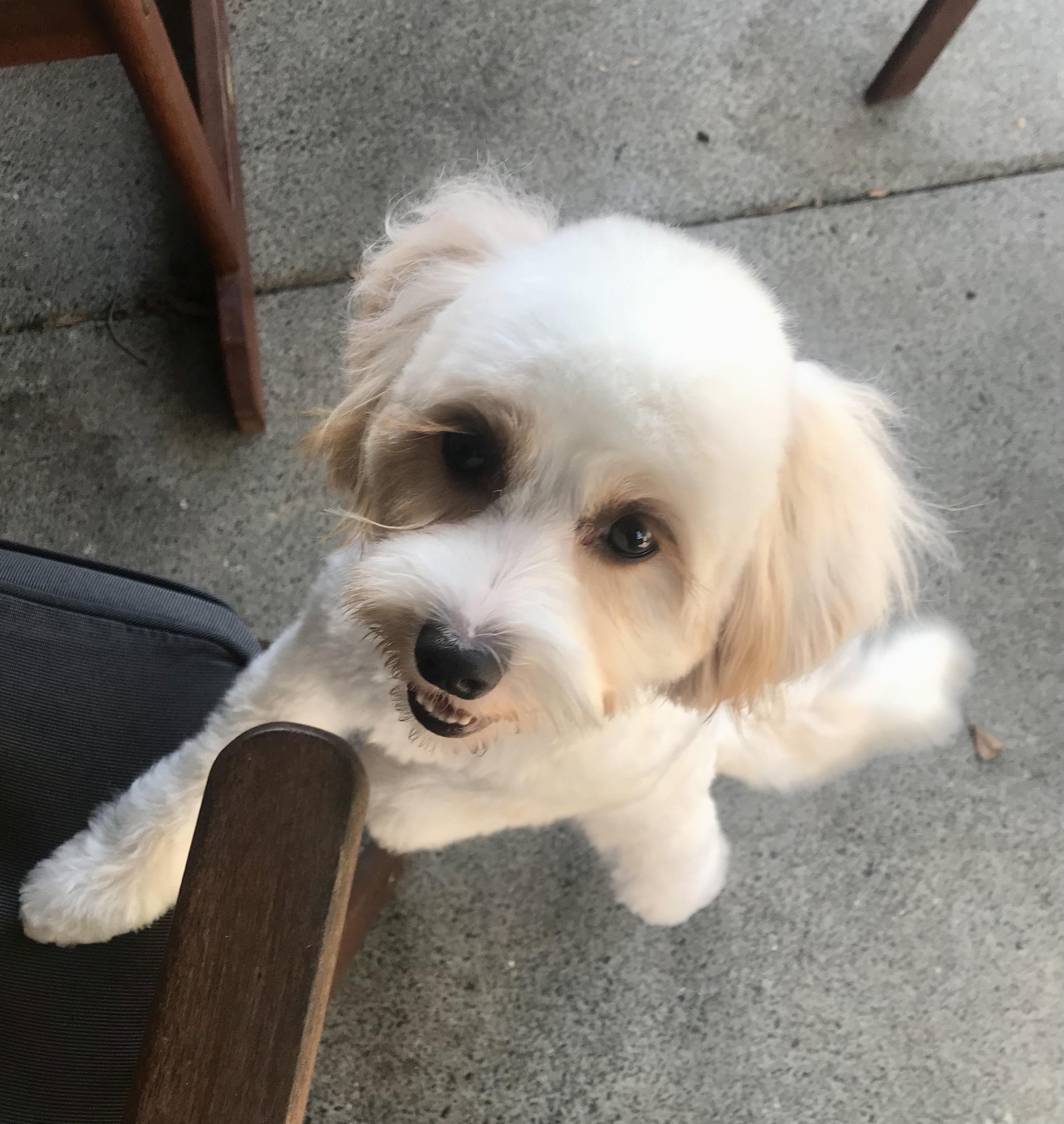 Happy pup | Scrolller