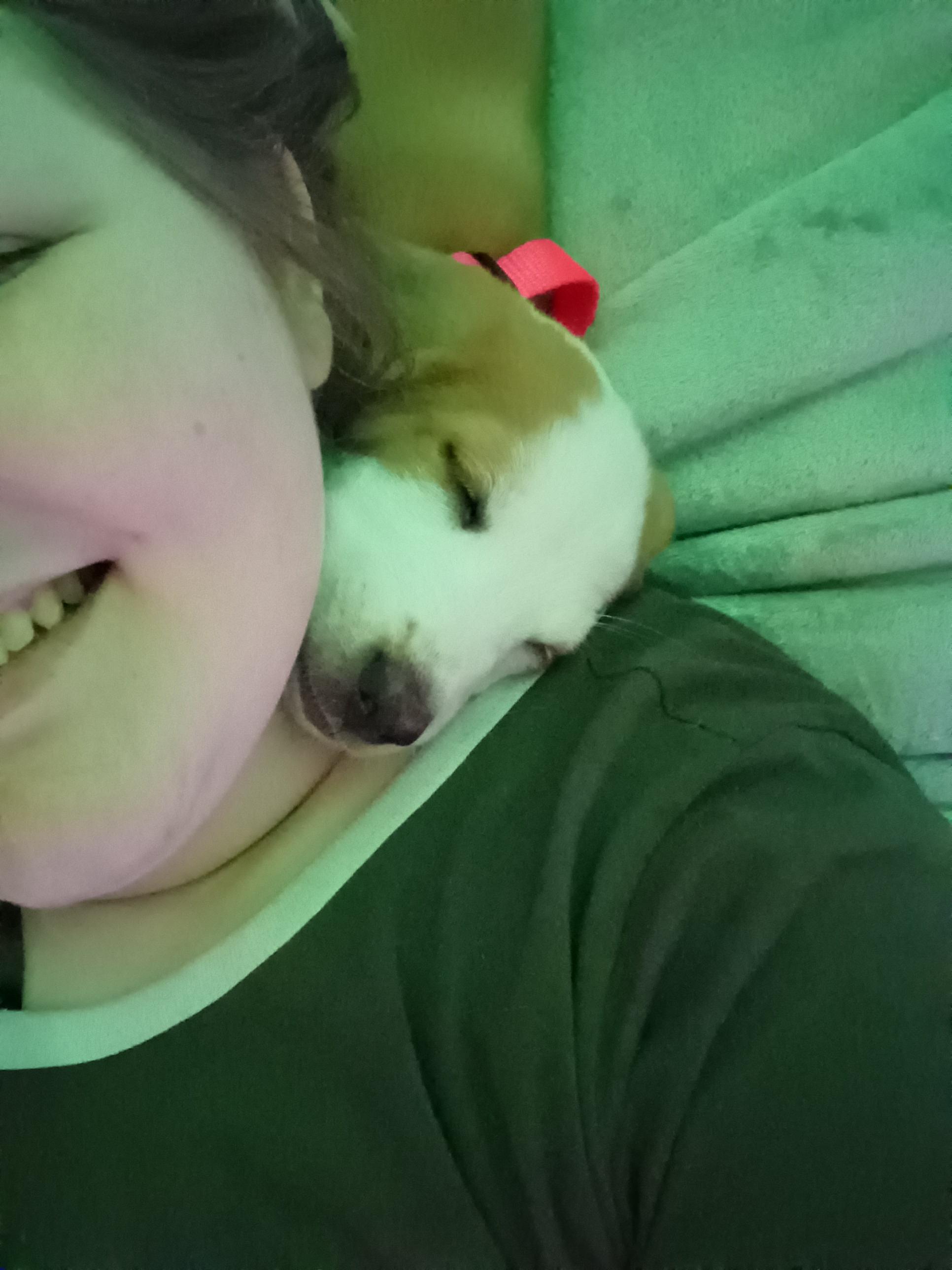 My emotional support pup (OC) | Scrolller