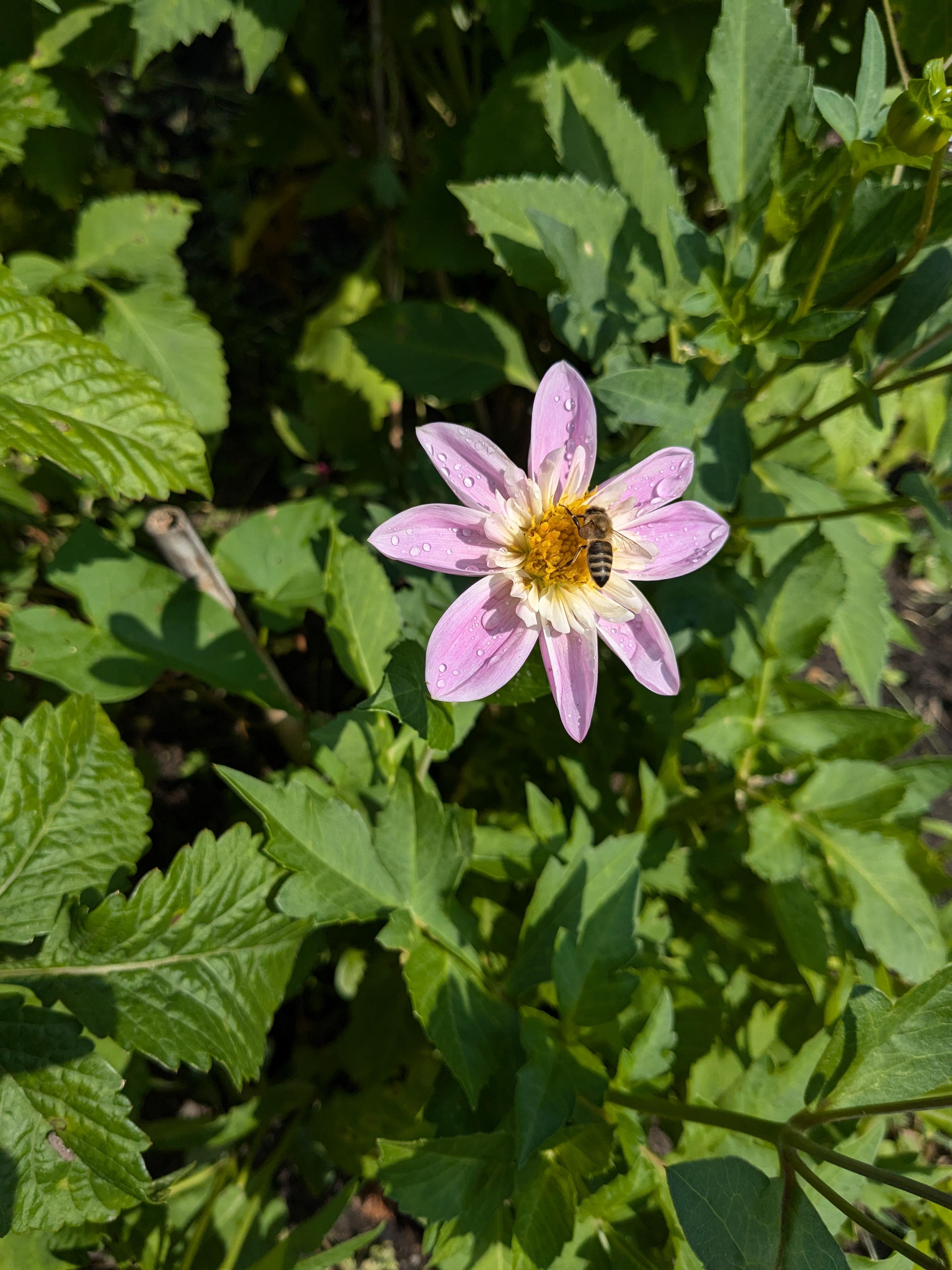 Bees on my Dahlias 🐝 | Scrolller