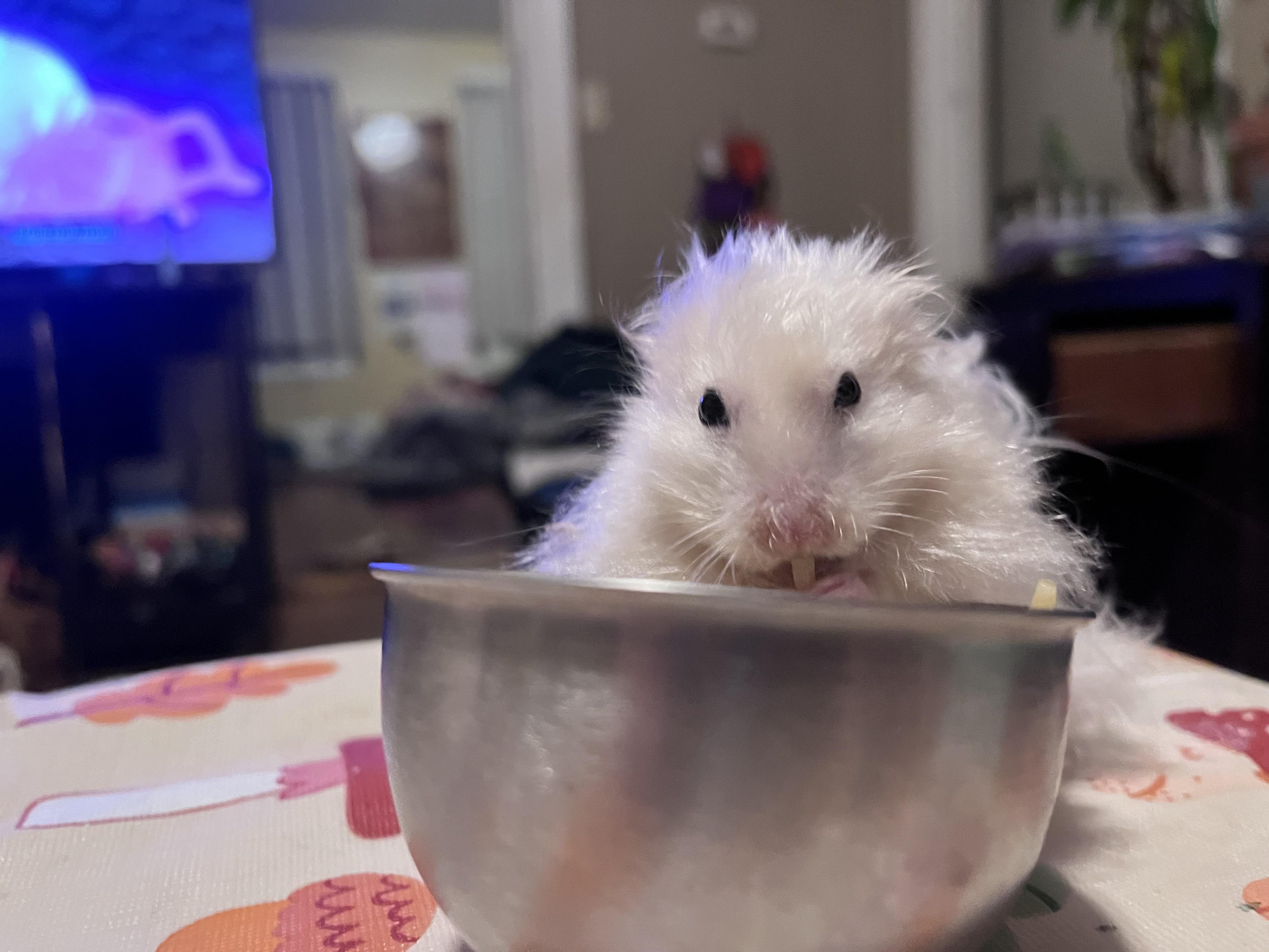 Spaghetti night with basil!! | Scrolller