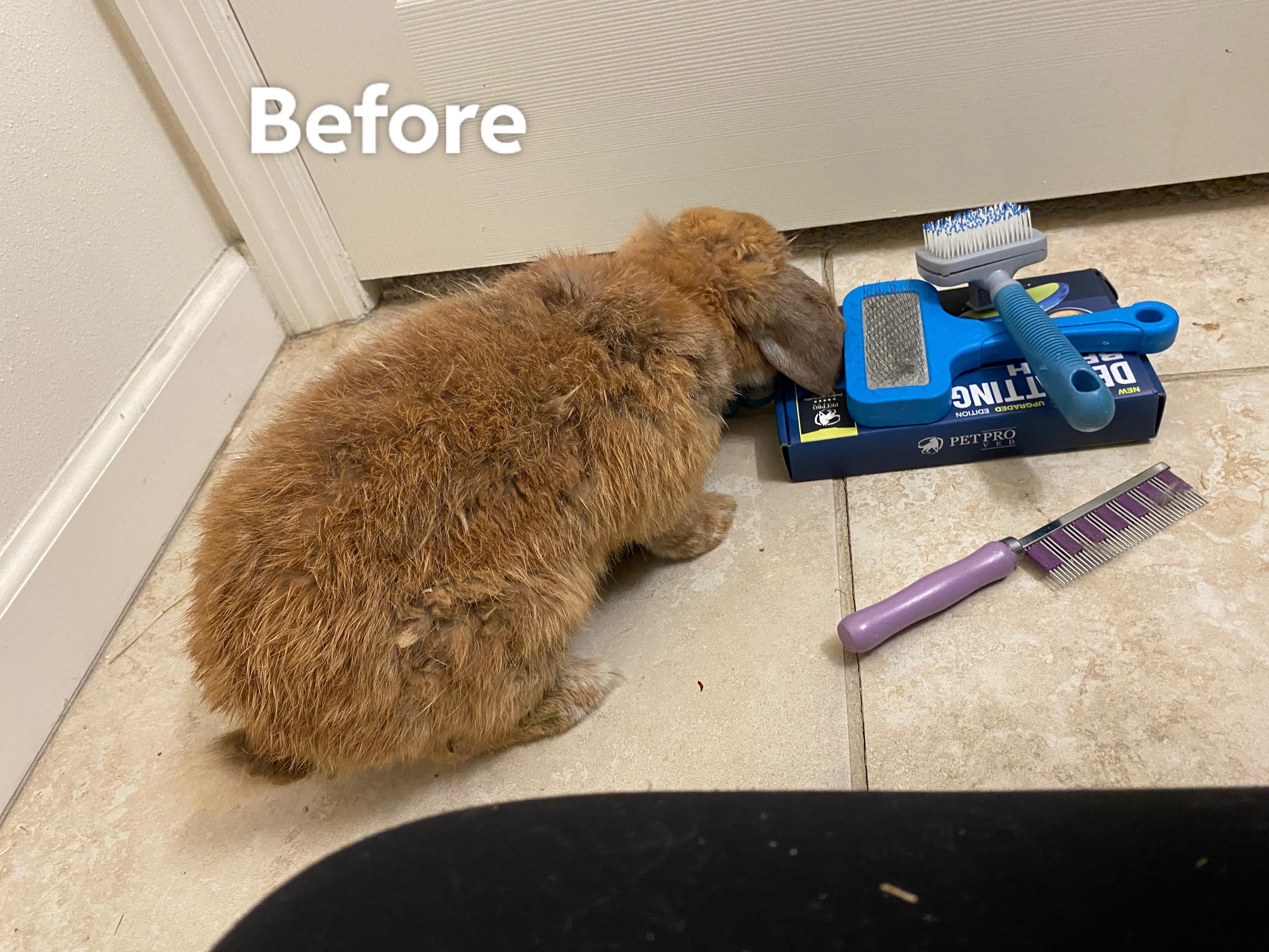 A week difference from the rescue peanut | Scrolller