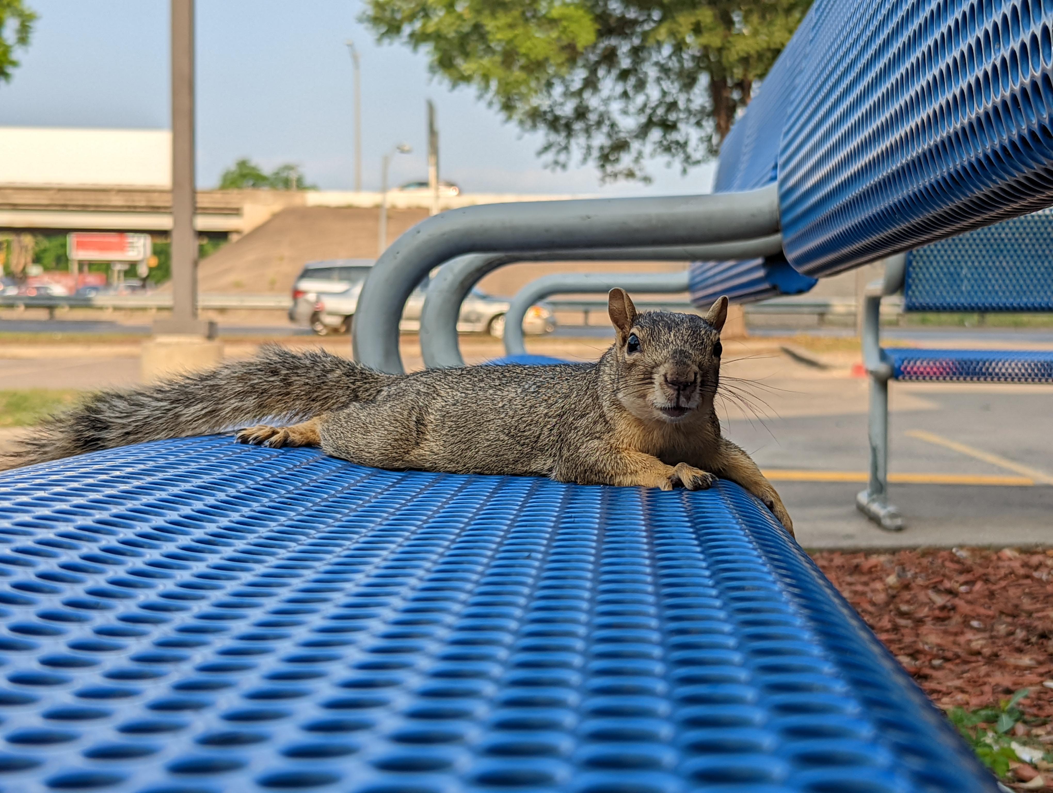 Discover more like Squirrels: *Hot Day Sploots* and Related Content ...
