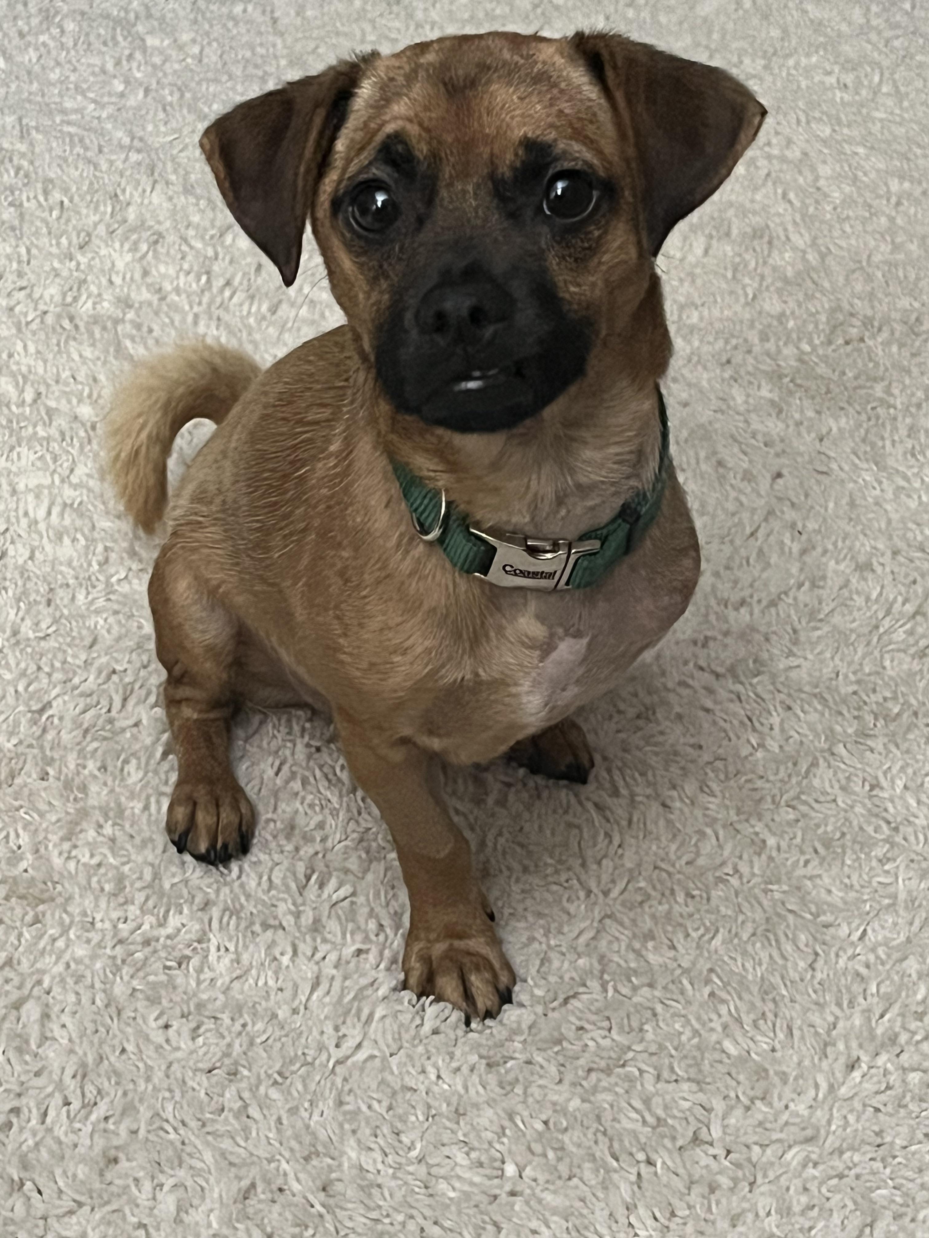 Our foster, Dan! | Scrolller