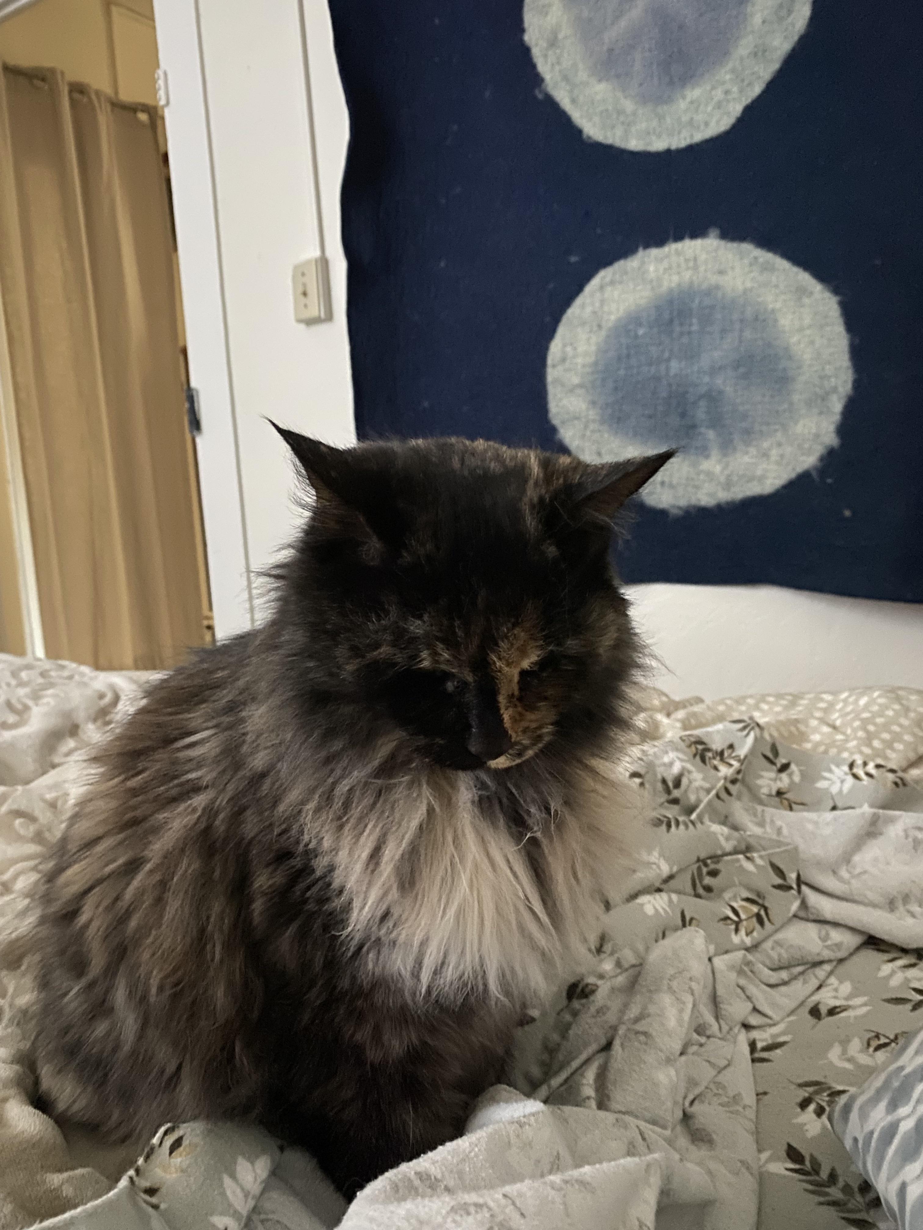 Floofy Old lady Bean | Scrolller