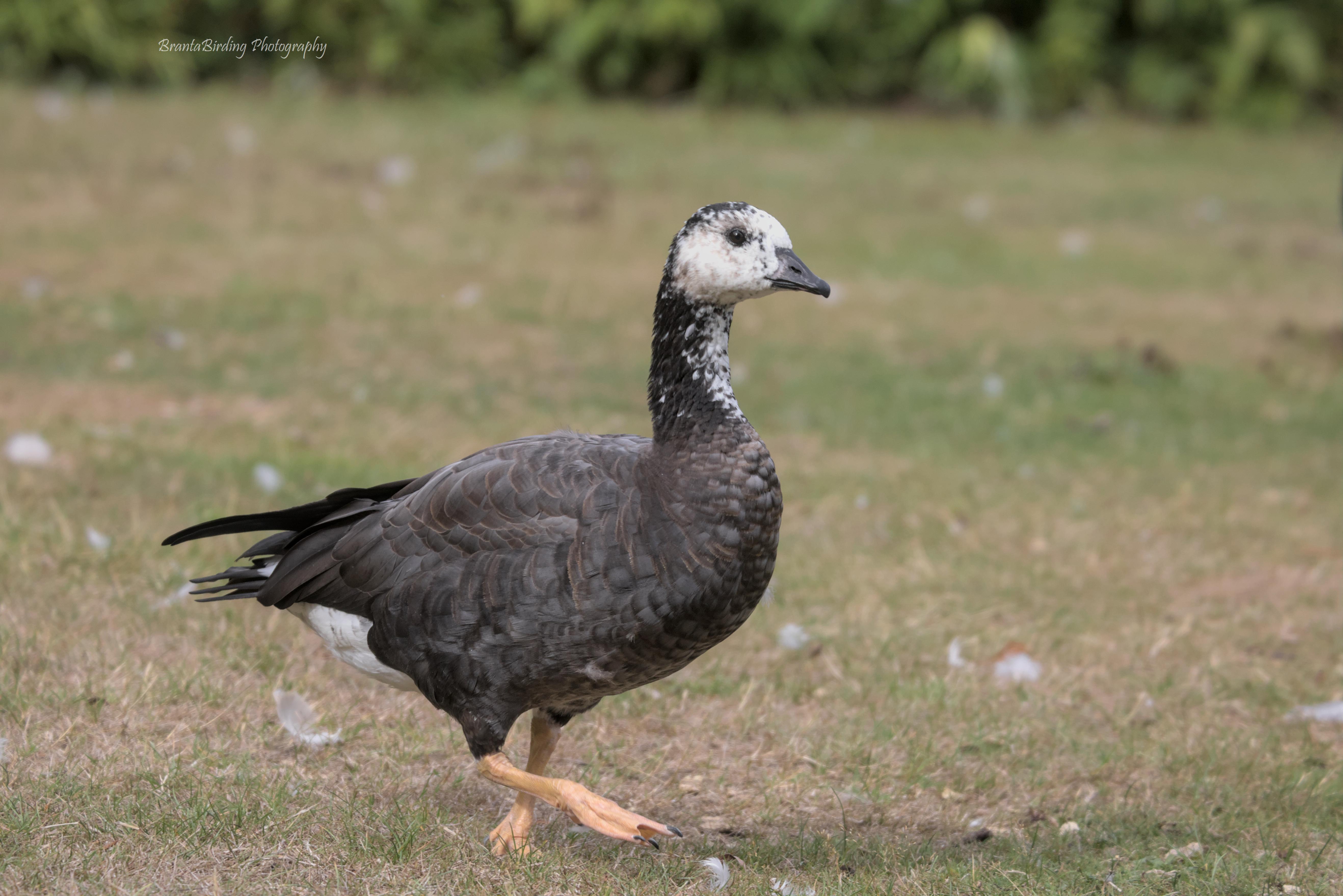 Discover more like Birdpics: Hybrid Goose: Barnacle X (possible) Greater White-fronted Goose and ...