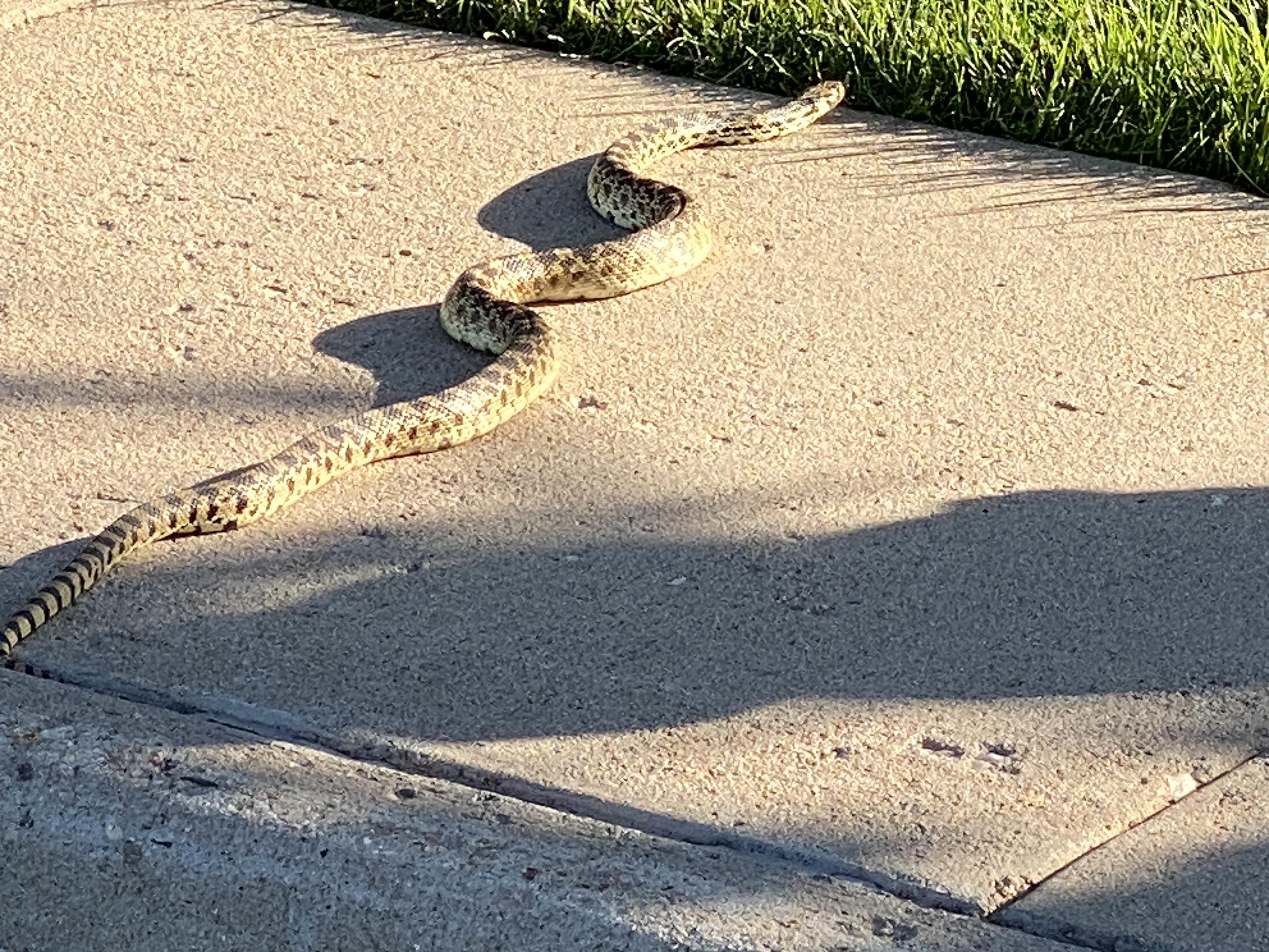 What kinds of snakes? | Scrolller