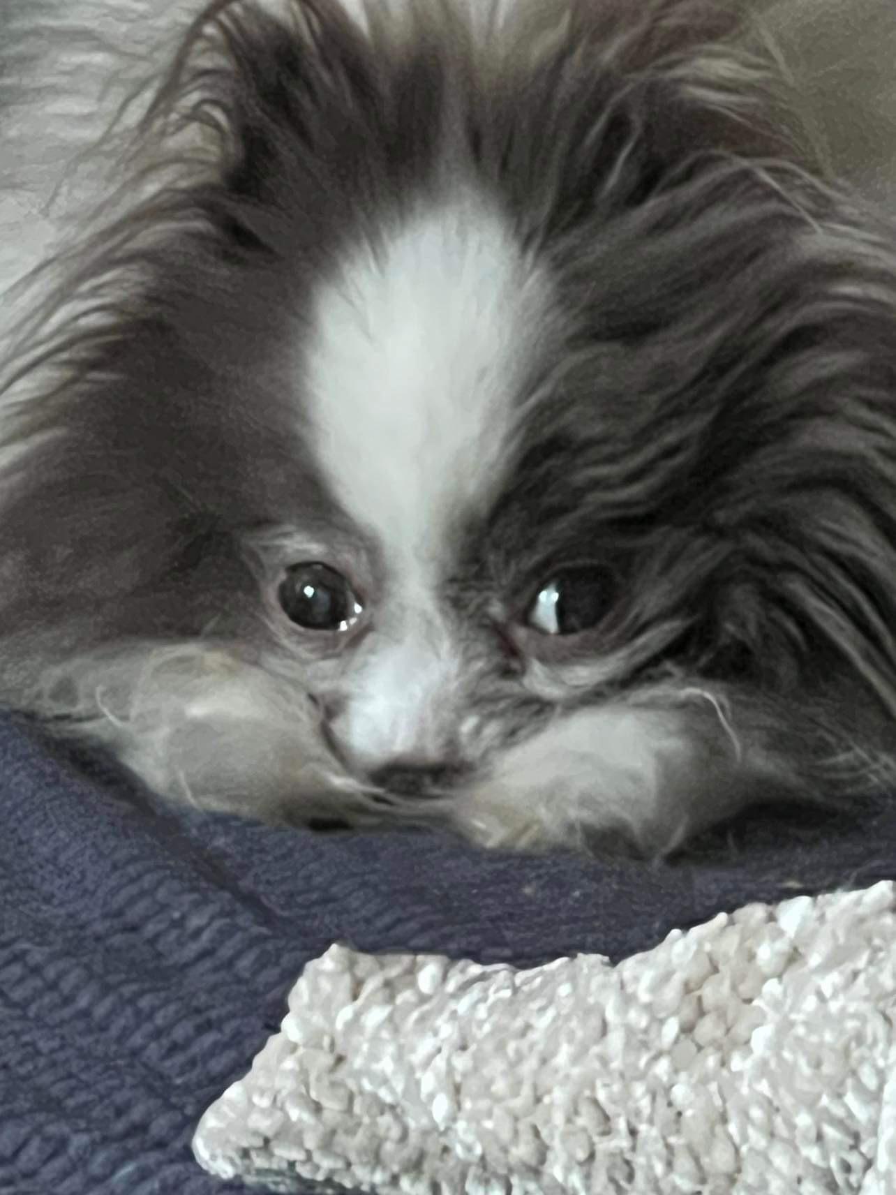 My little fluff | Scrolller