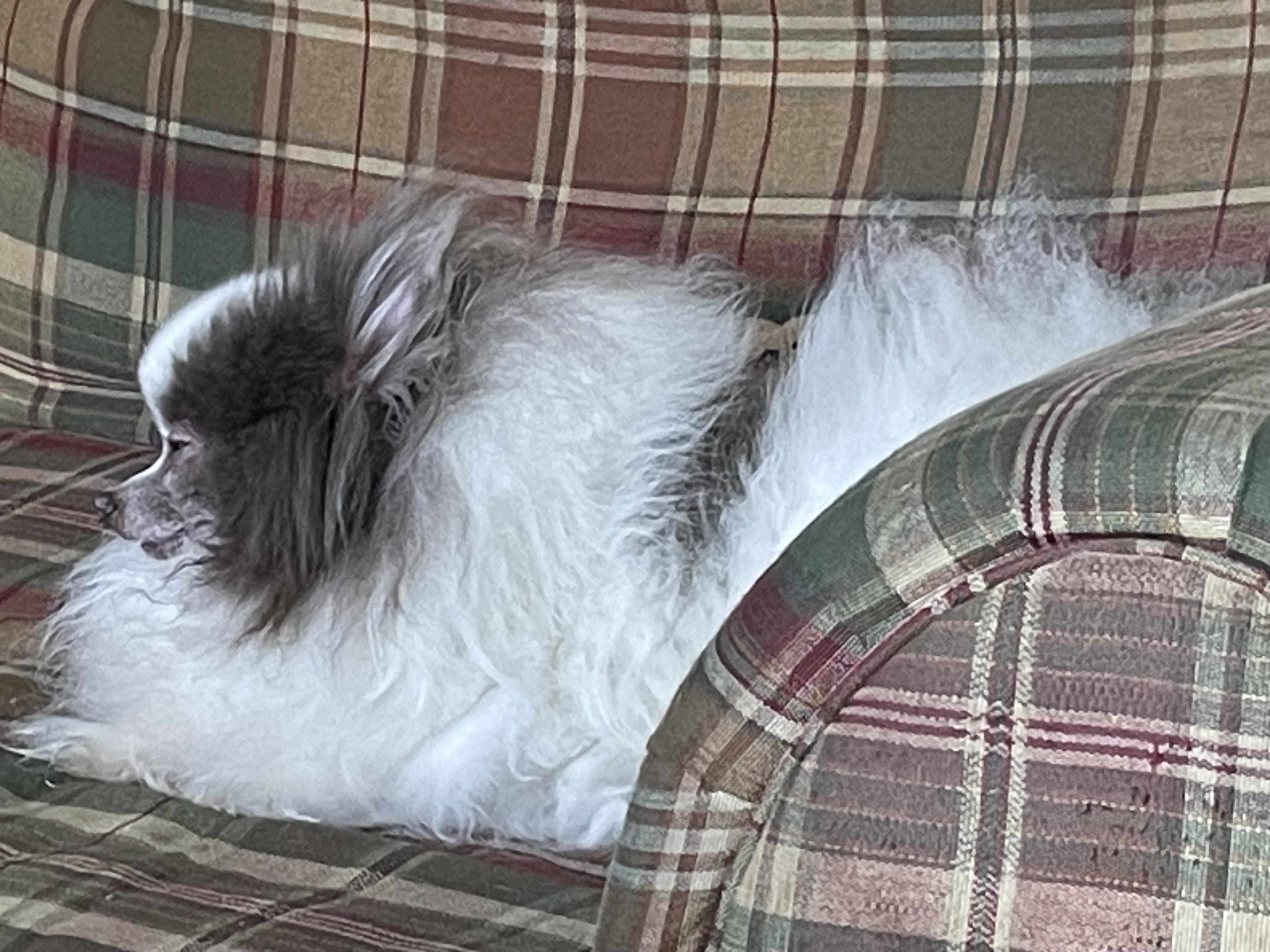 My little fluff | Scrolller