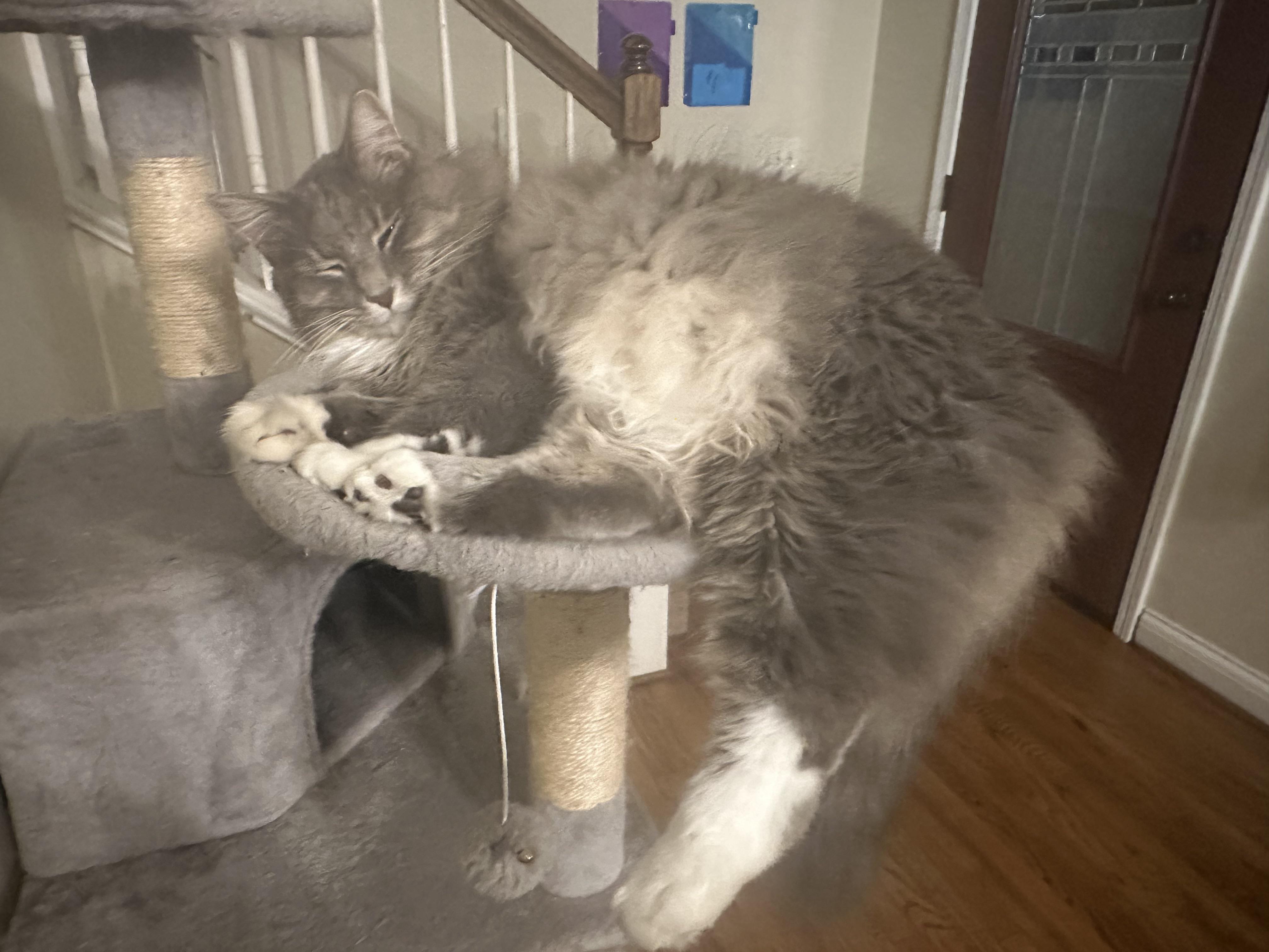 My big floof!! | Scrolller