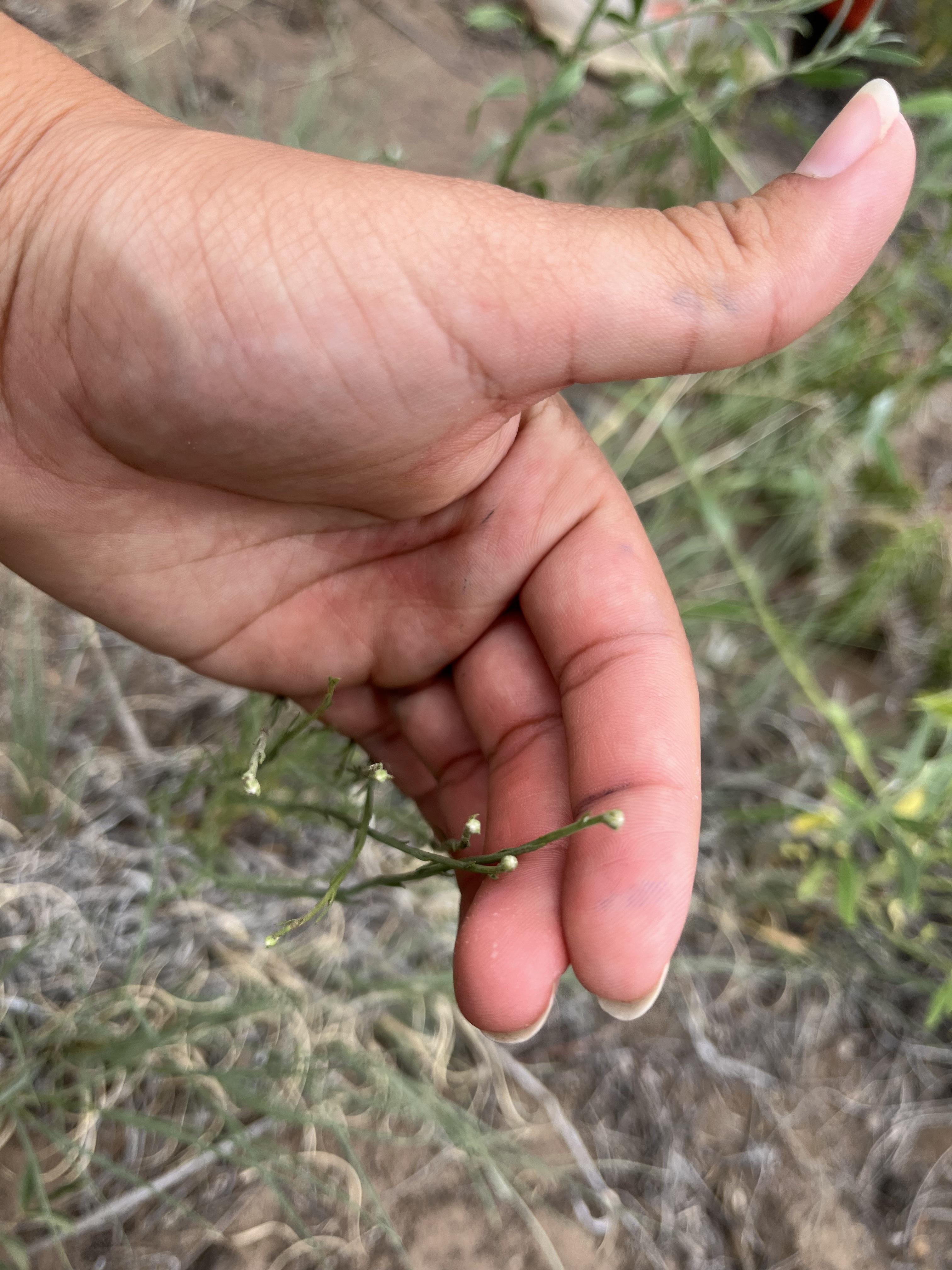 What’s this plant? | Scrolller