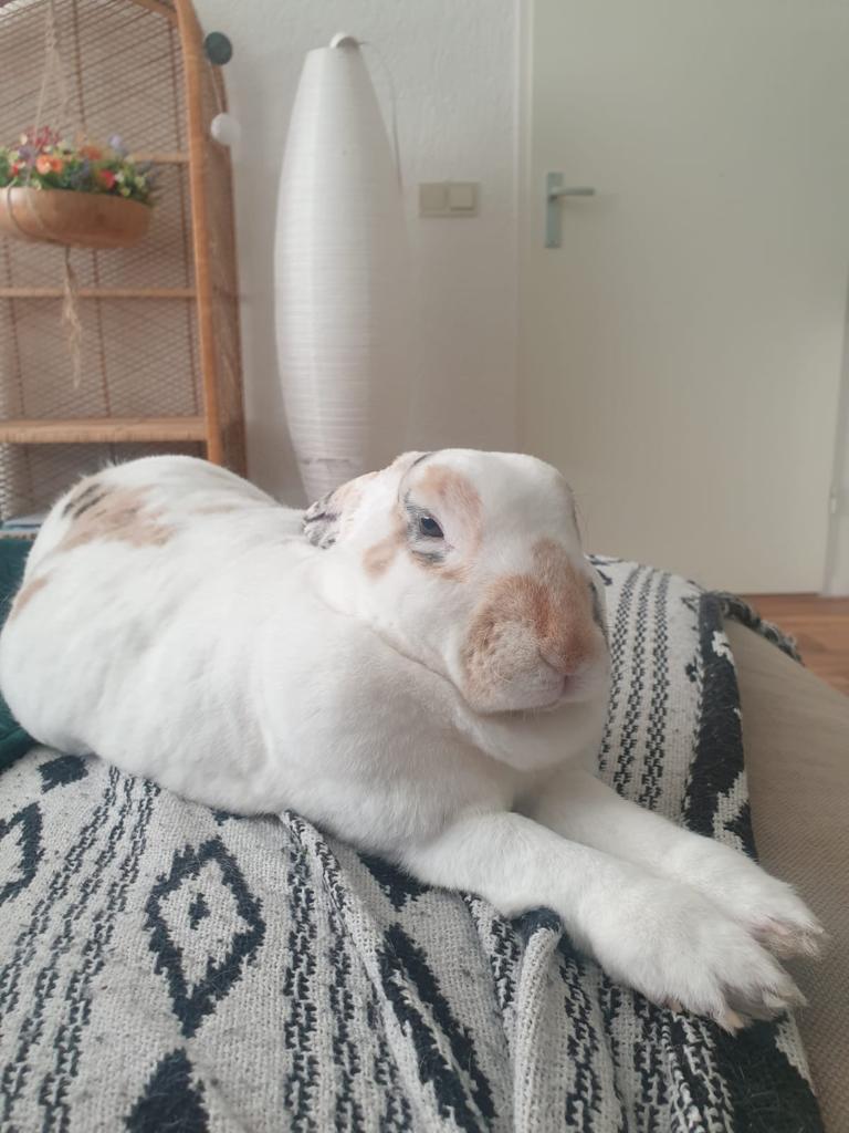 Kaas, Queen of the Lazy (OC) | Scrolller