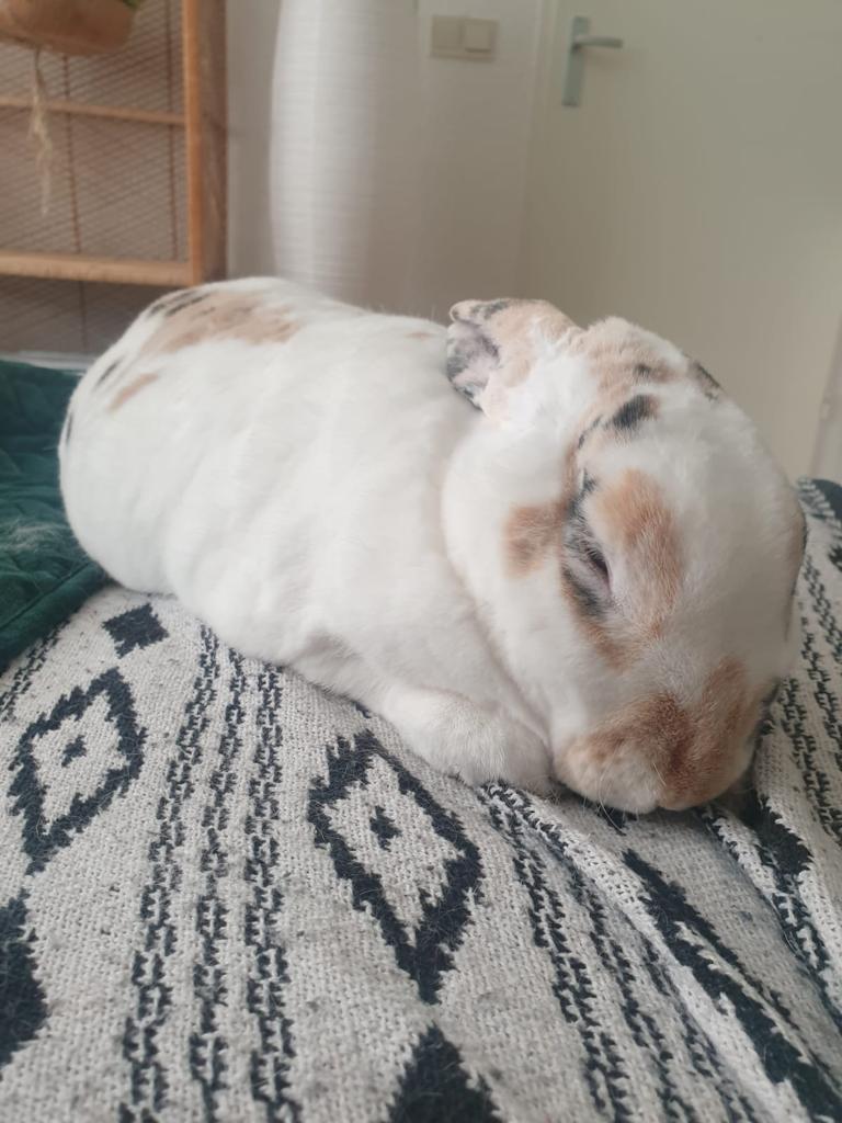 Kaas, Queen of the Lazy (OC) | Scrolller