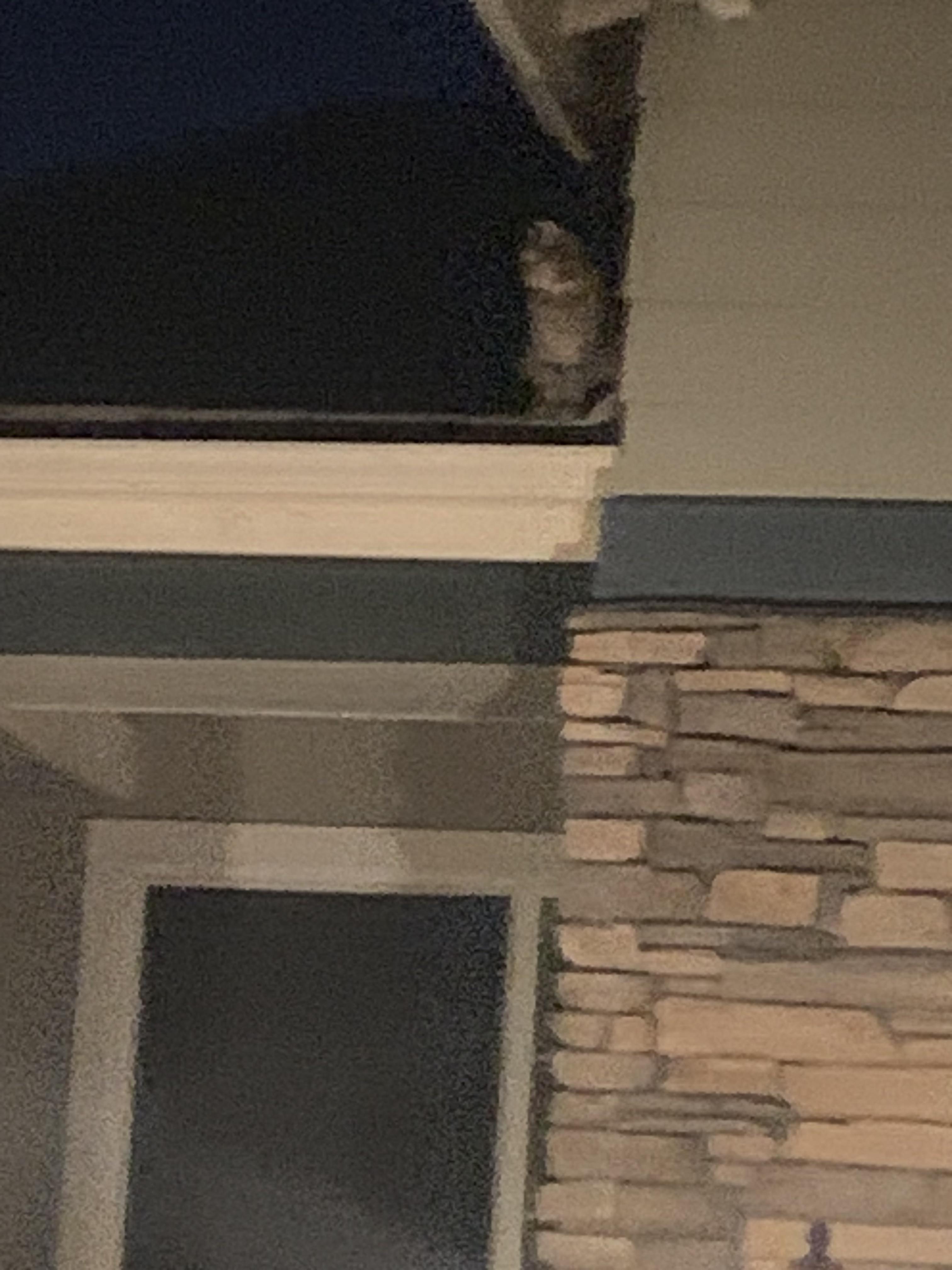 Batcat the brave in the bold | Scrolller