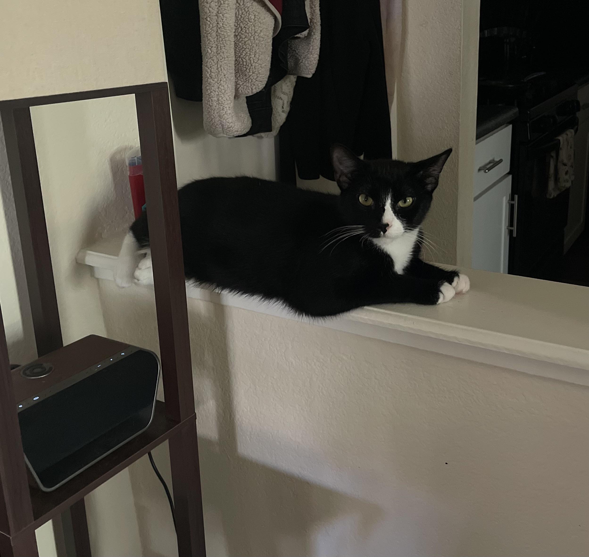 Big Bean VS Little Bean | Scrolller