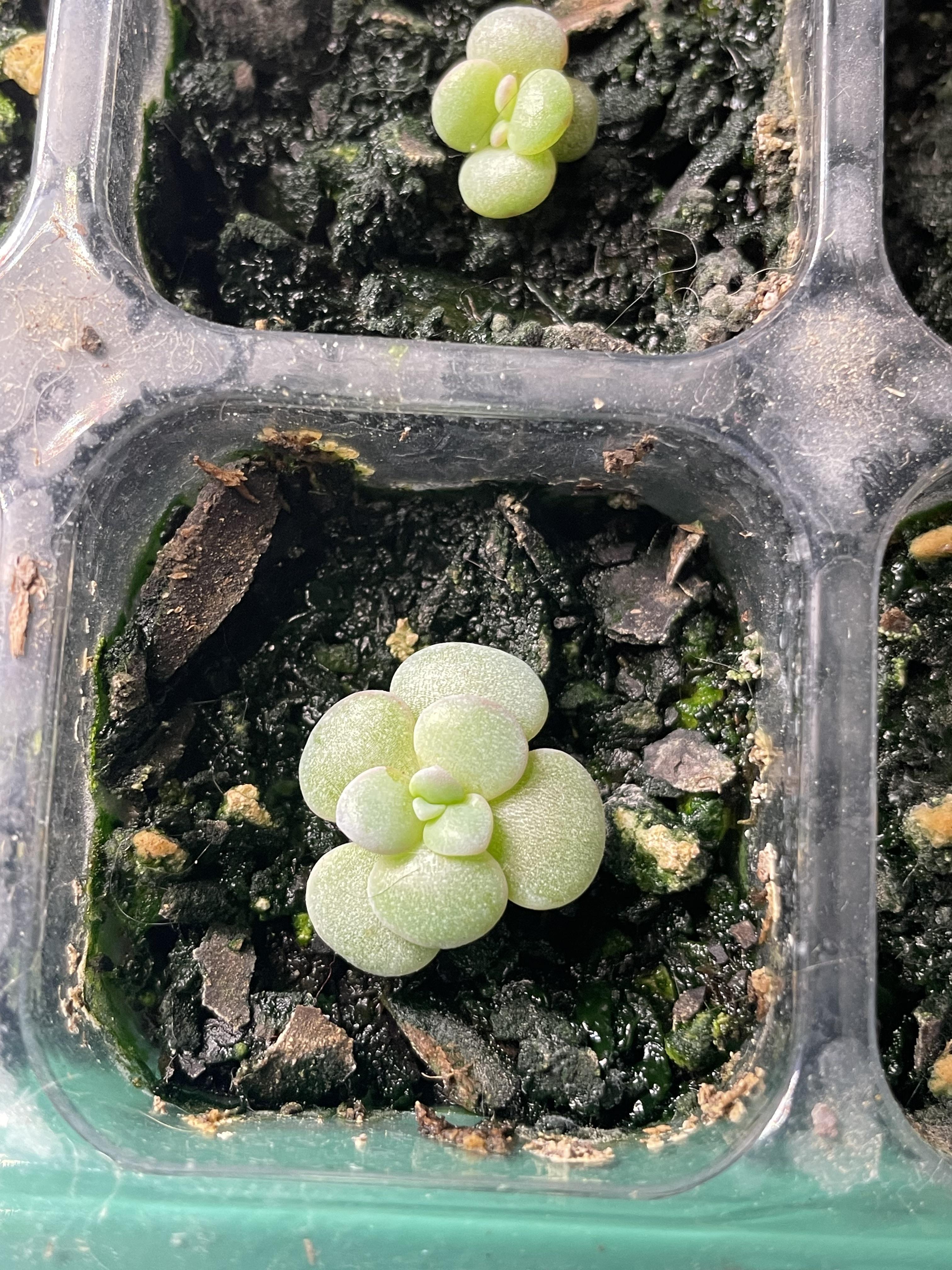 Are the seedlings ok like this? And one more question. | Scrolller