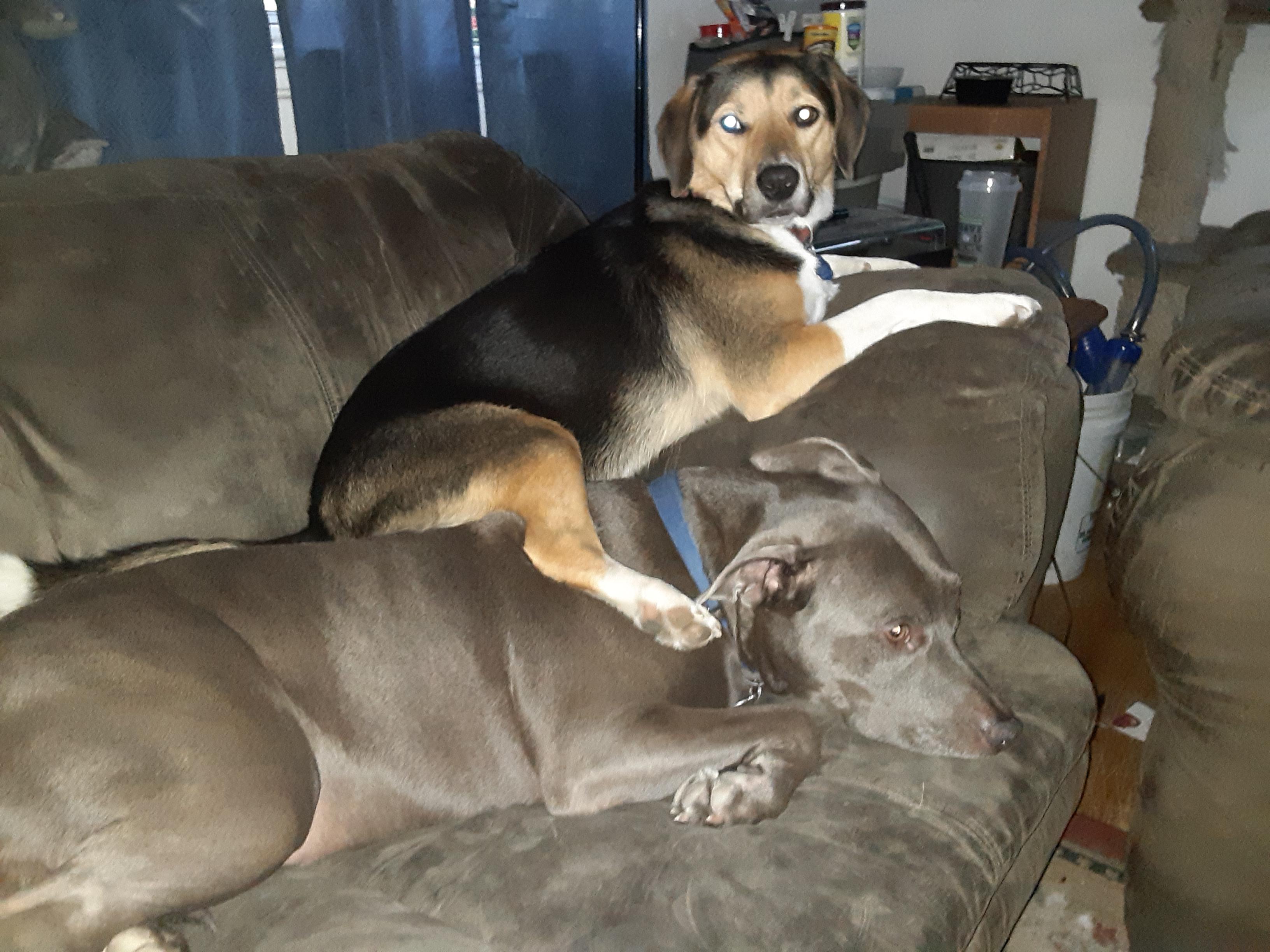 Pibble Gets No Personal Space Scrolller