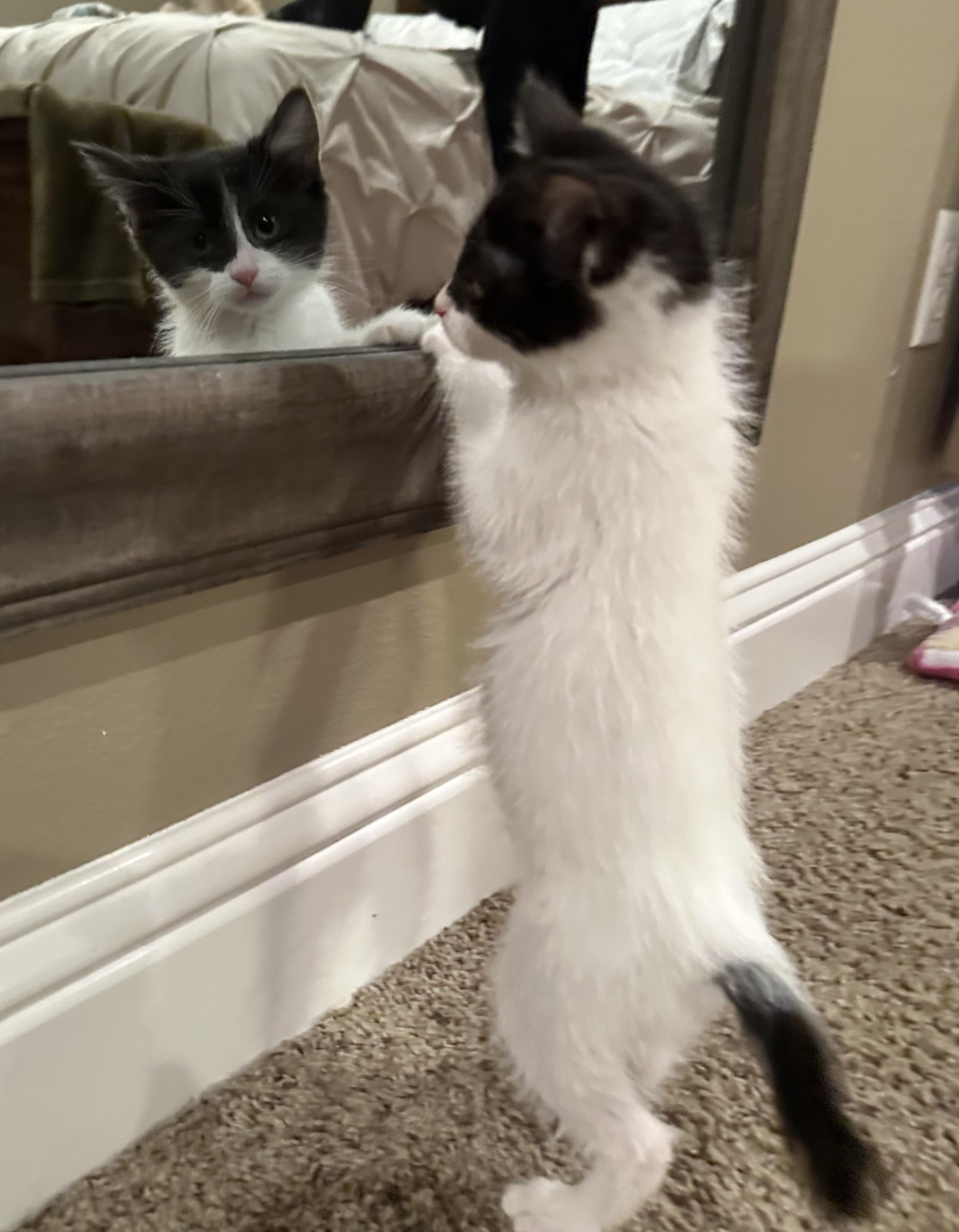 Rare Coat Pattern? | Scrolller