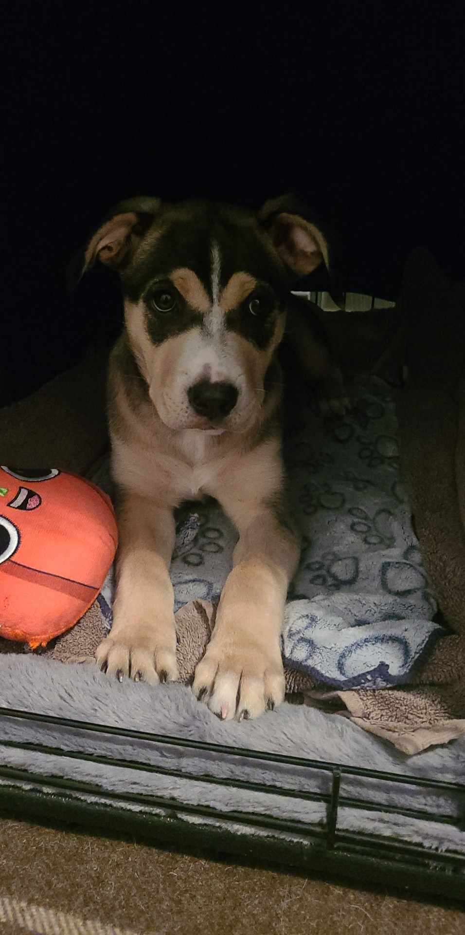 Recently adopted this little rascal and I can't get over how delightful her markings are 🥰 ...