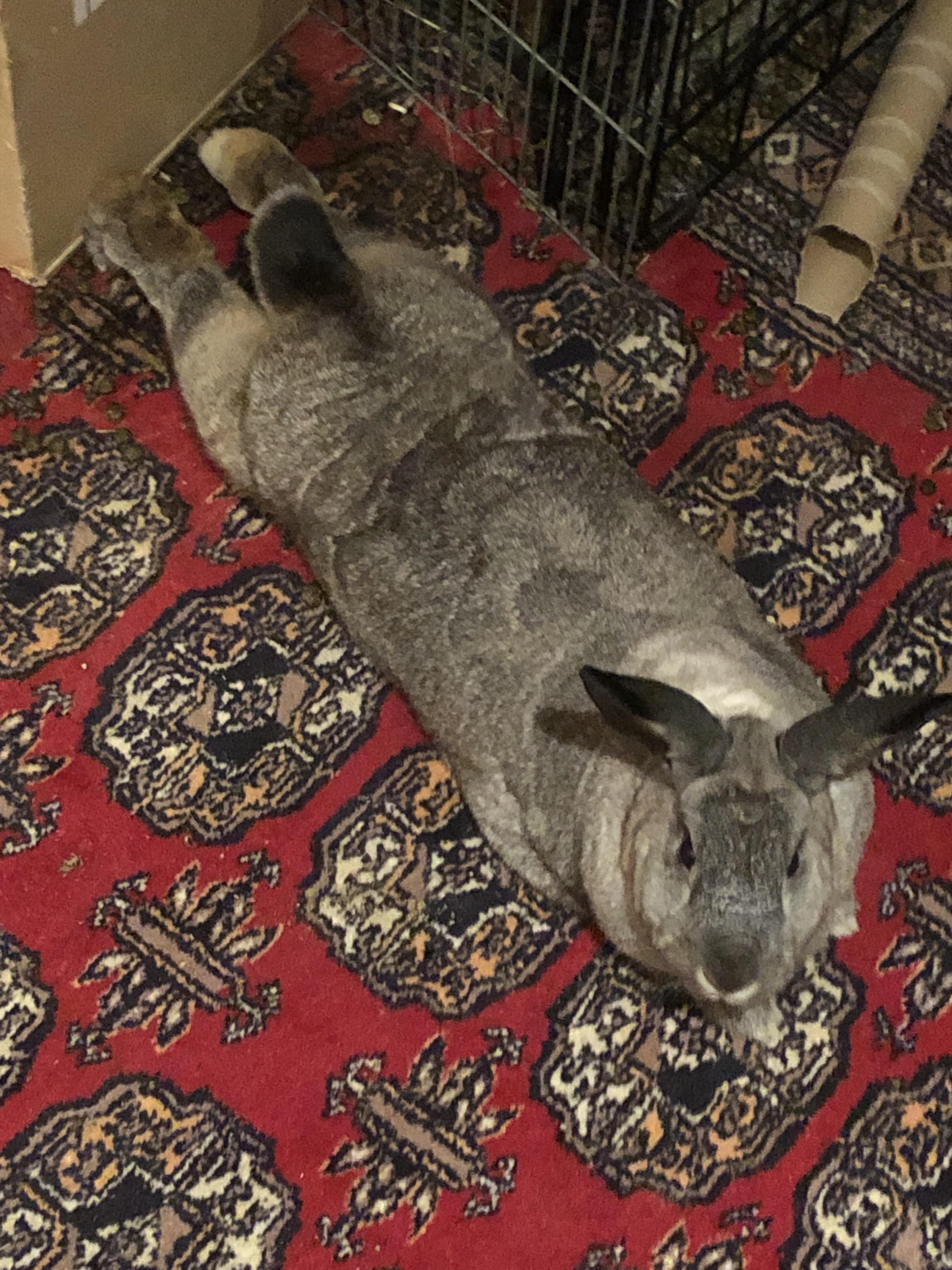 Stretched. | Scrolller