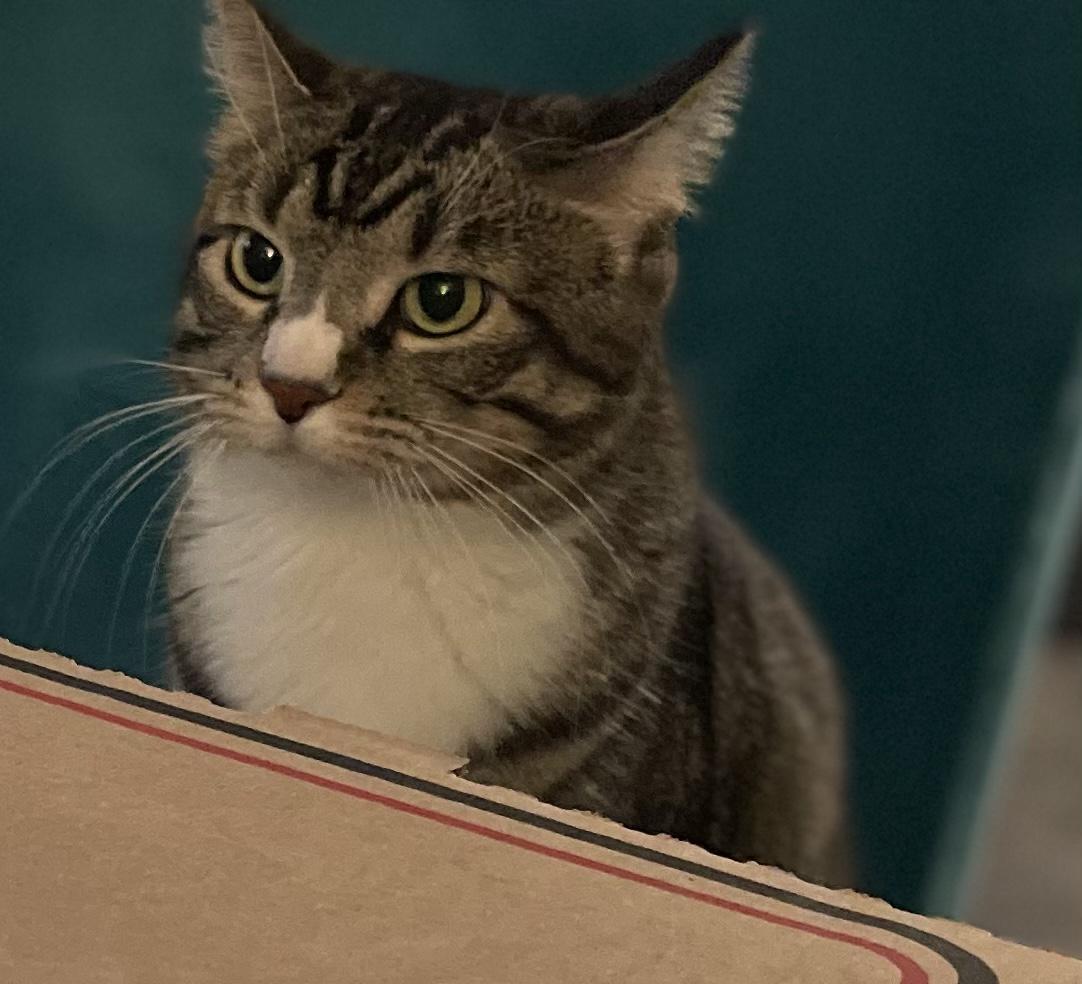 Bored so here is some images of the demons in my house! (OC) | Scrolller