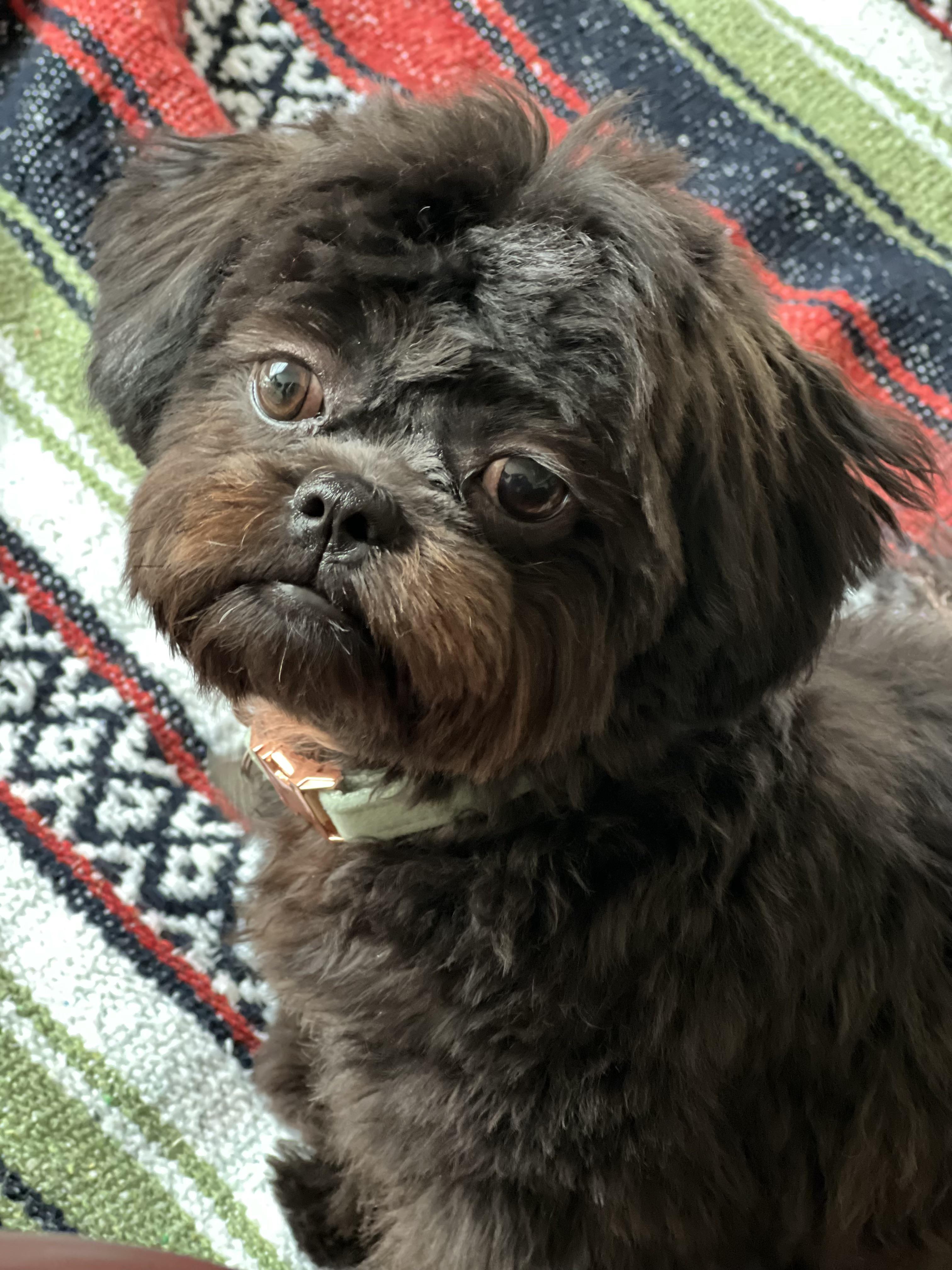 Demi’s Mini Groom | Scrolller