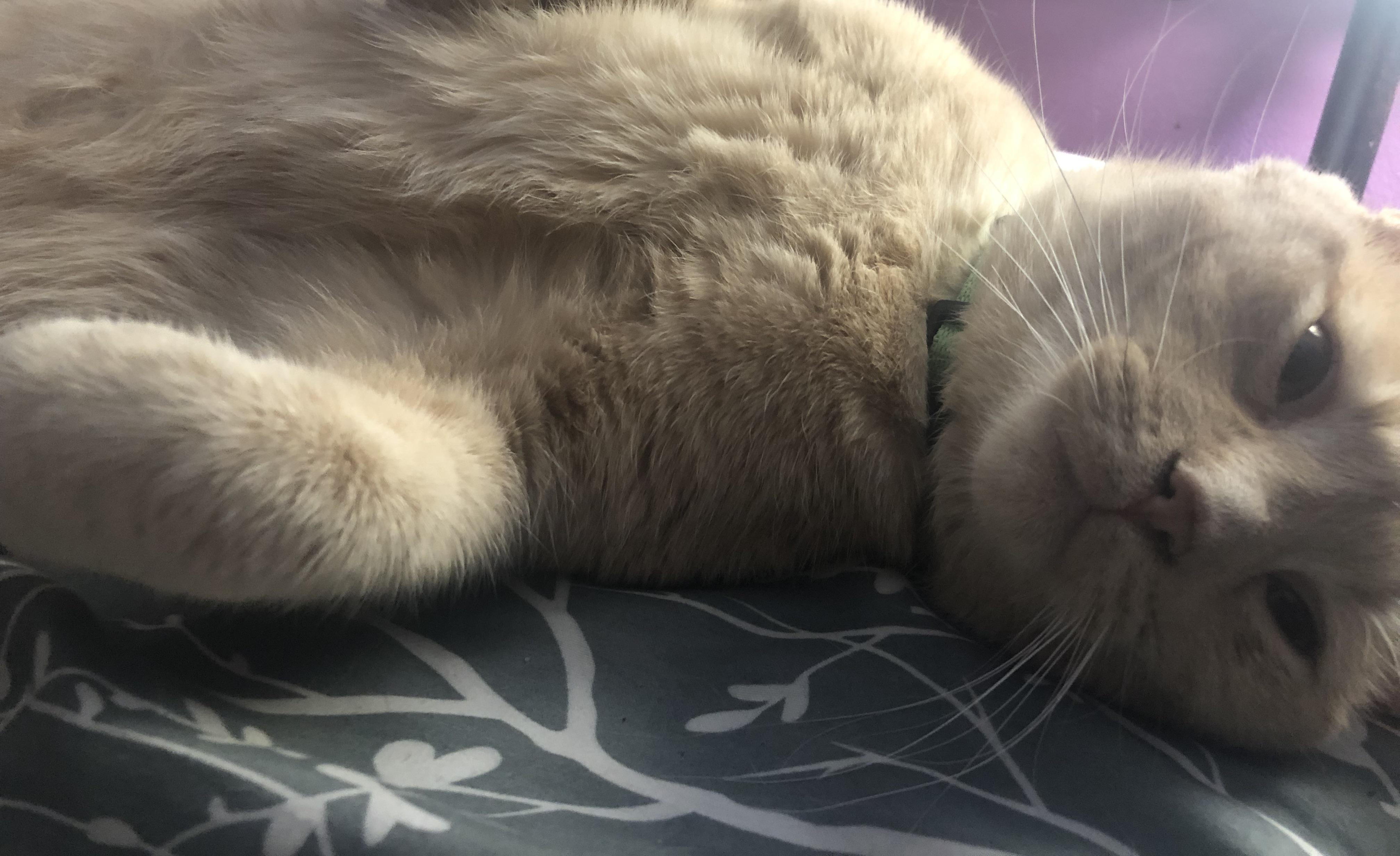 Leo’s fluffy belly | Scrolller