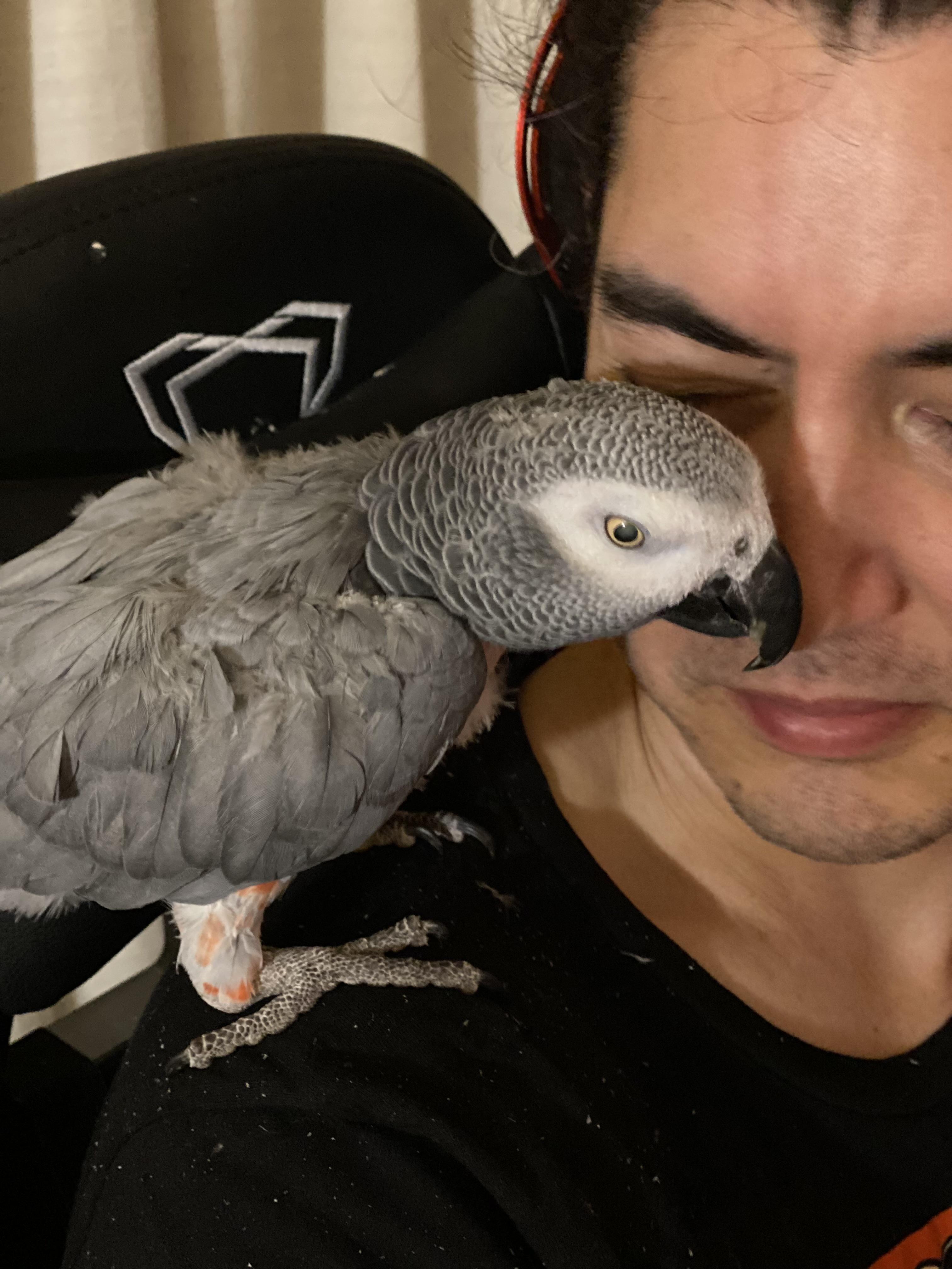 Meet Cleo! 40+ yrs Old and plucks, but we just adopted her a week ago. She's flourishing and ...