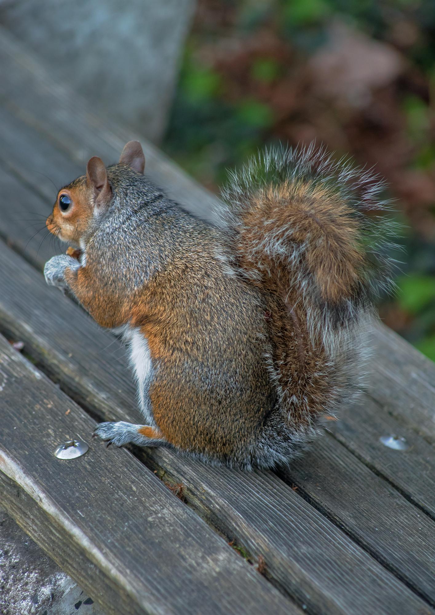 Seattle Squirrel Friends! | Scrolller