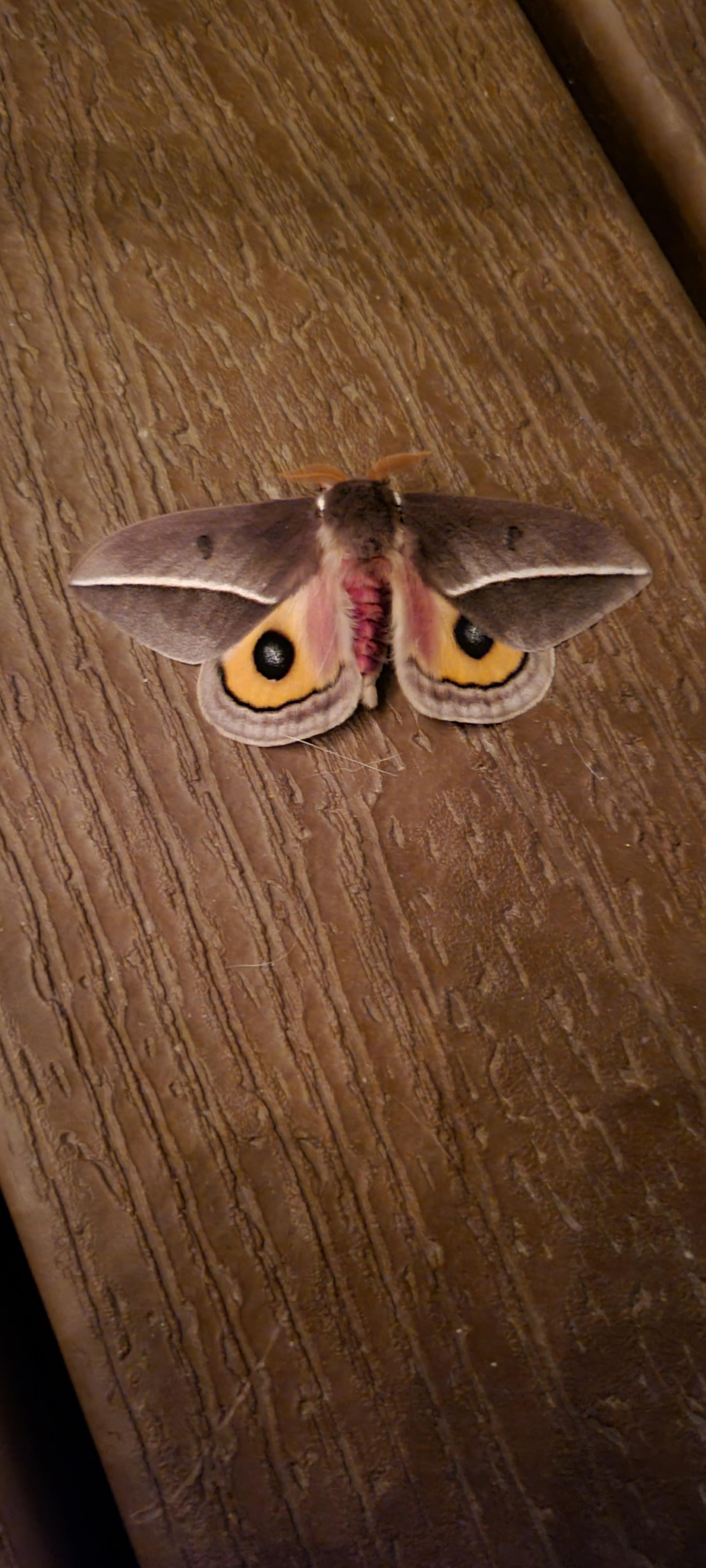 What is this super cool moth? | Scrolller