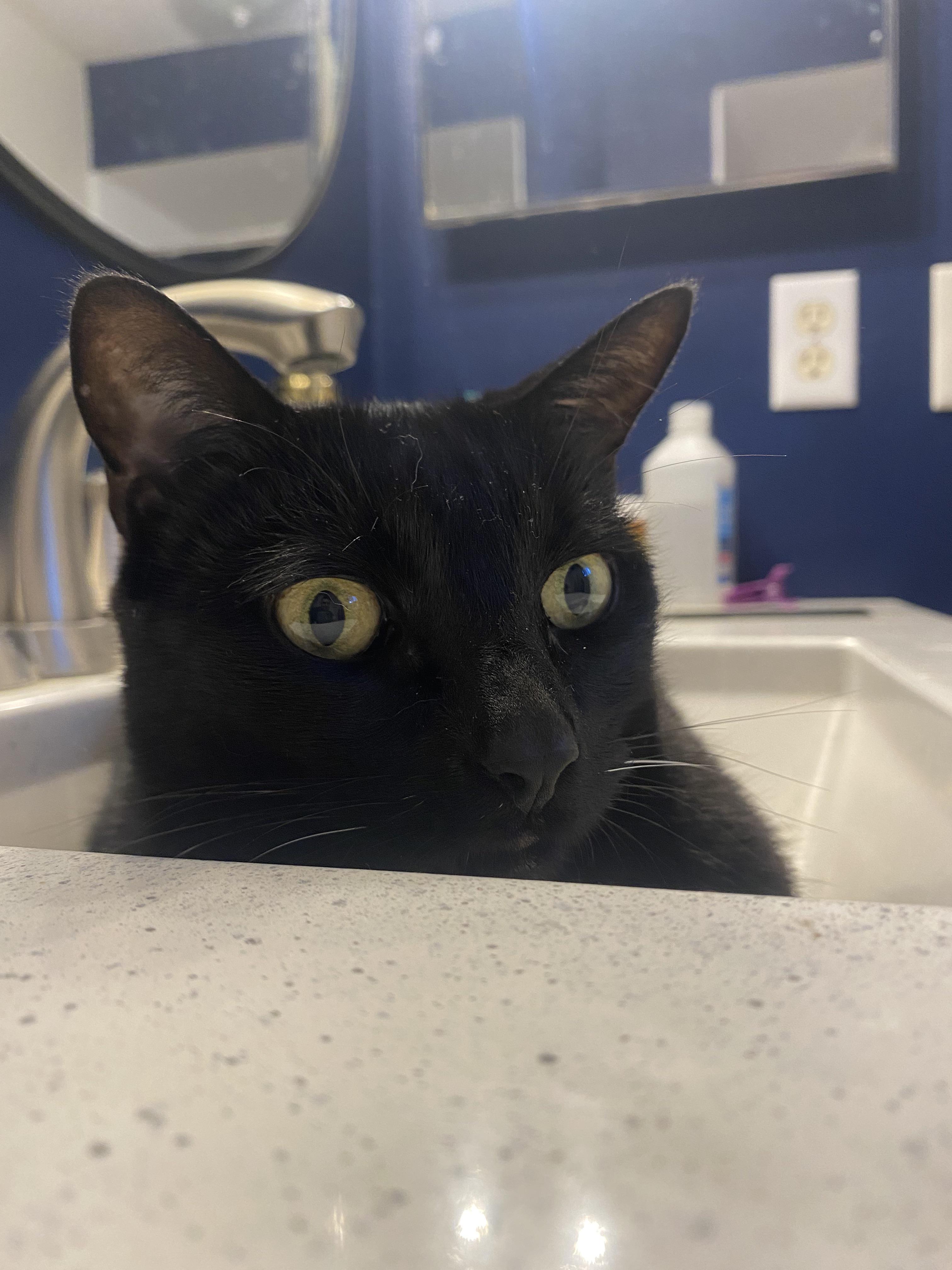 Louie in his sink | Scrolller