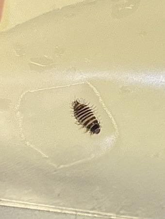 HELP!! BEDBUG? we have been itchy and I realized my sheets felt weird | Scrolller