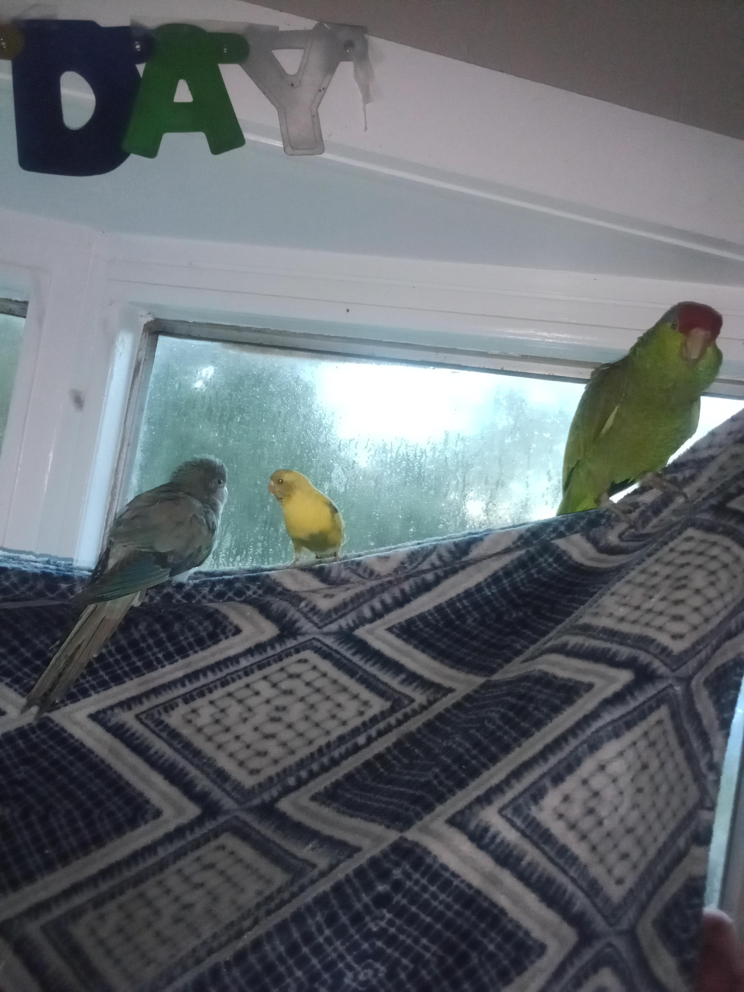 The strangest trio | Scrolller