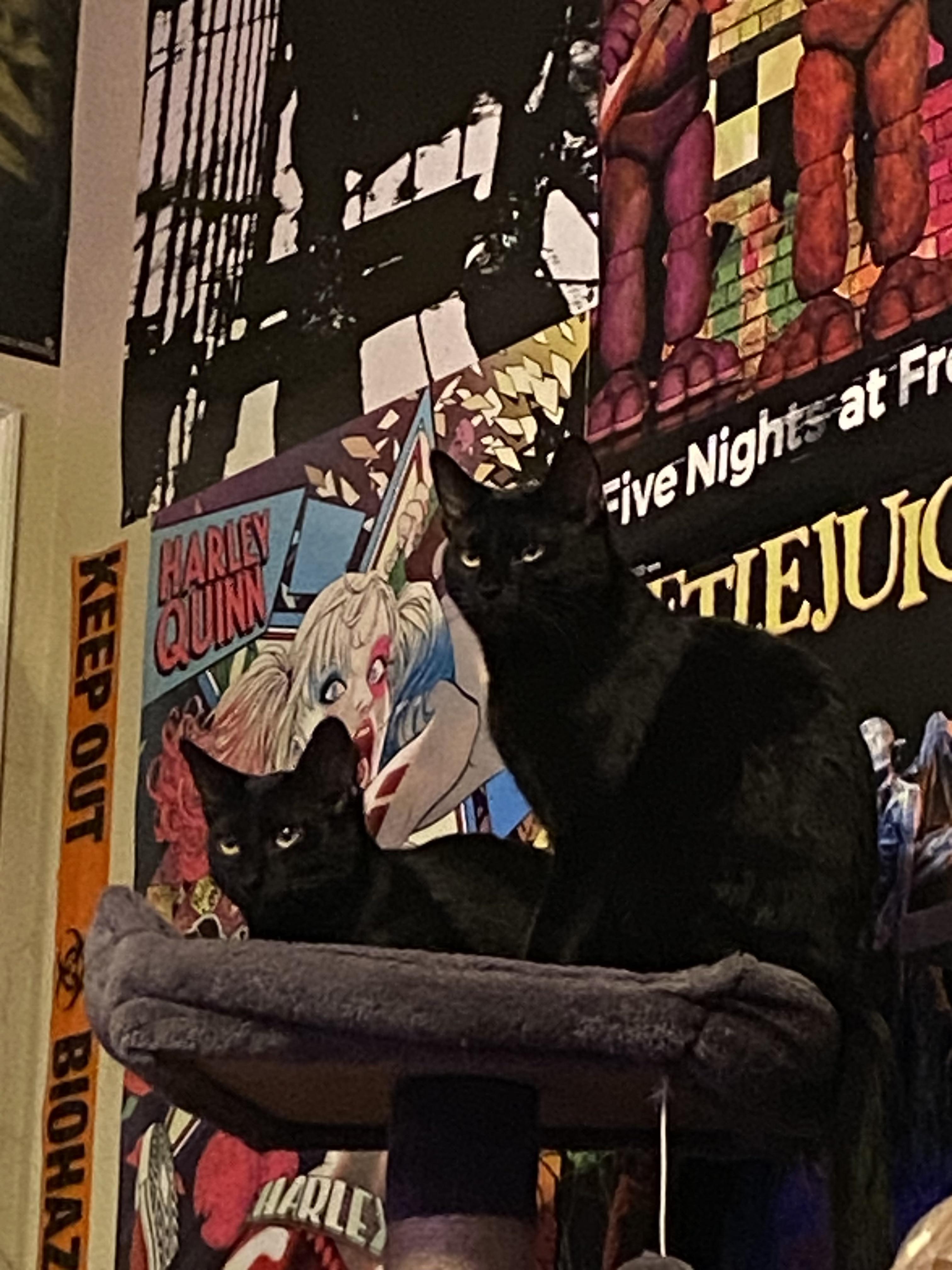 Void Sisters! | Scrolller