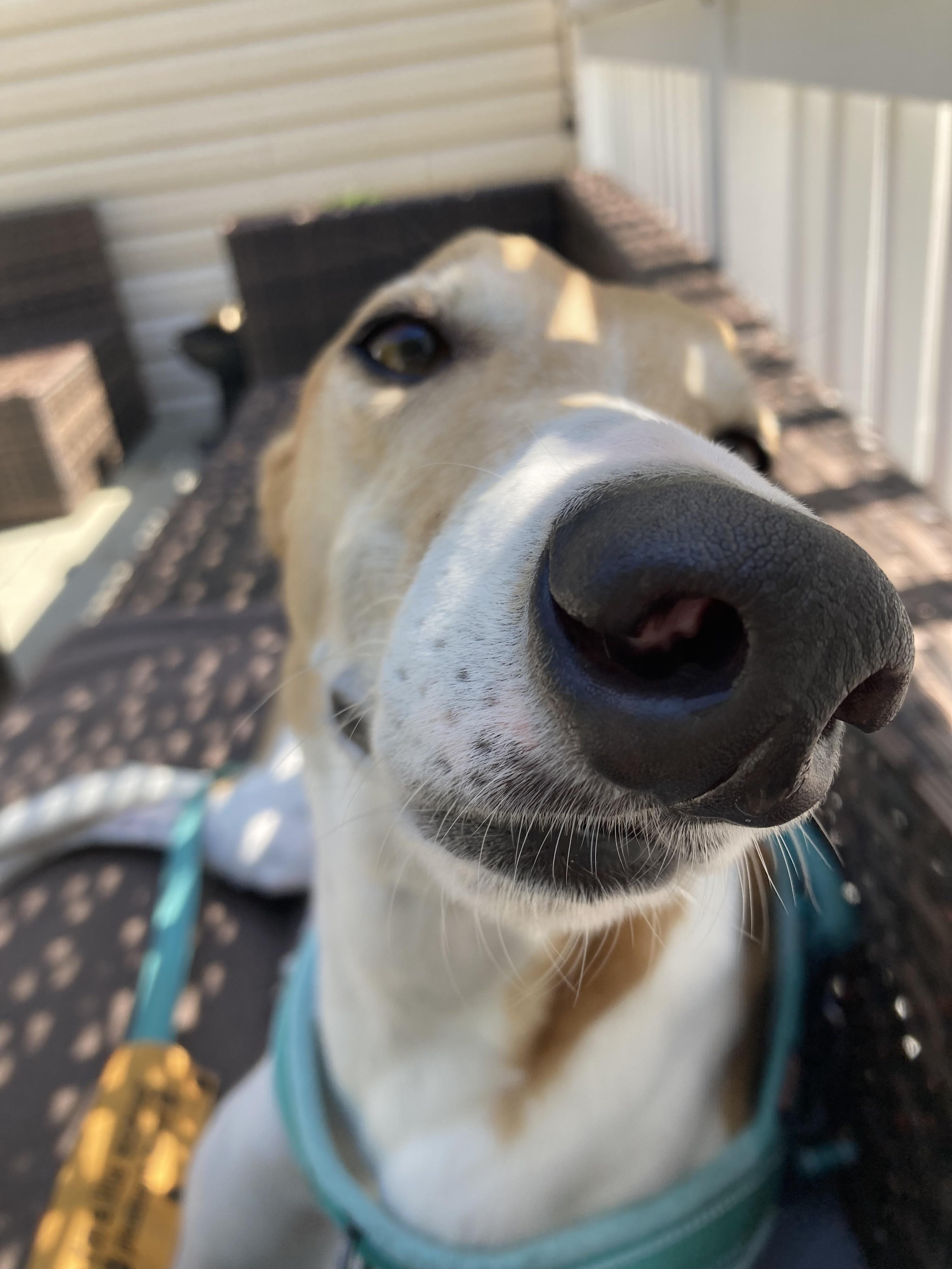 Different Nose Angles | Scrolller