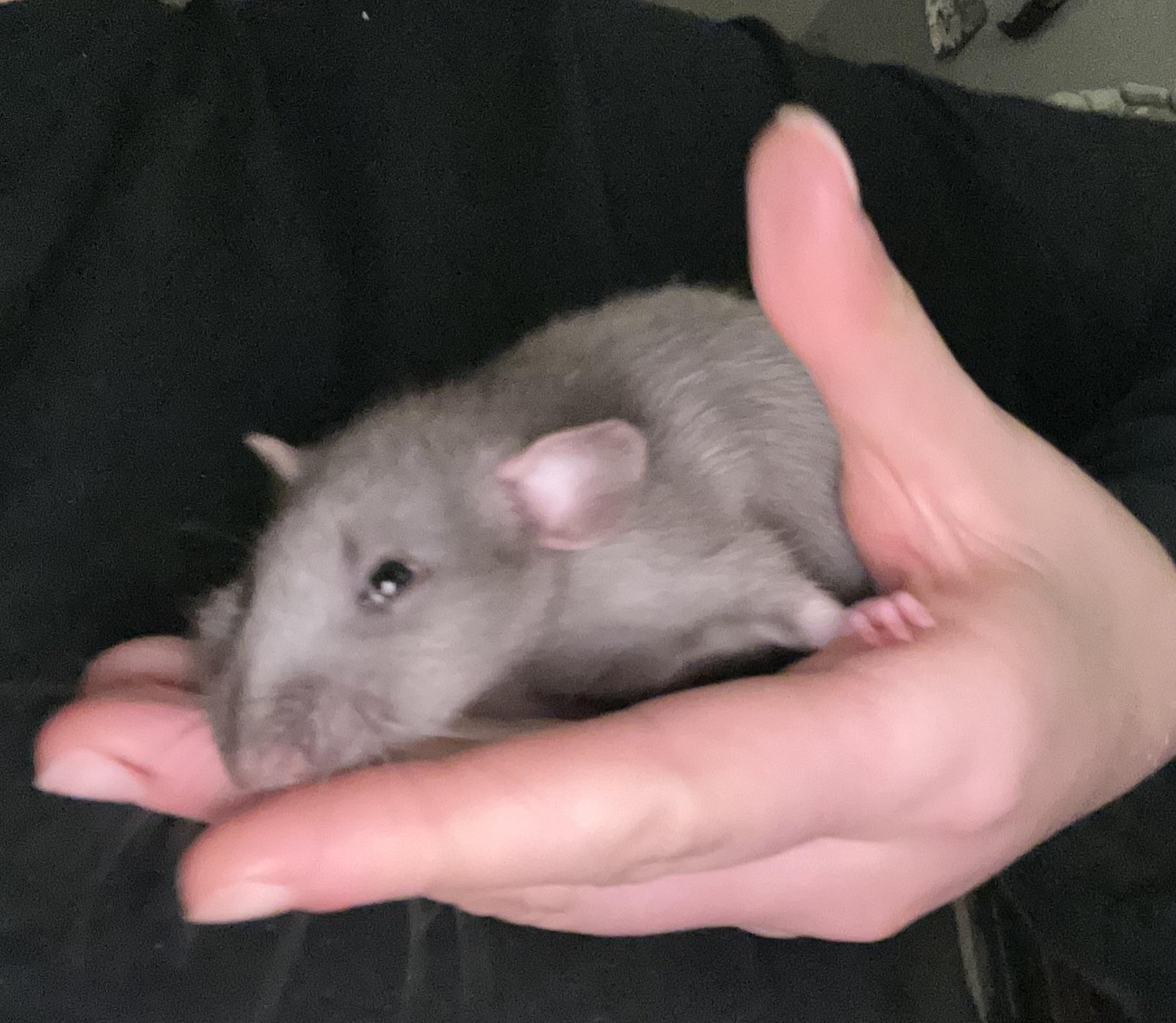 Rat health emergency! | Scrolller