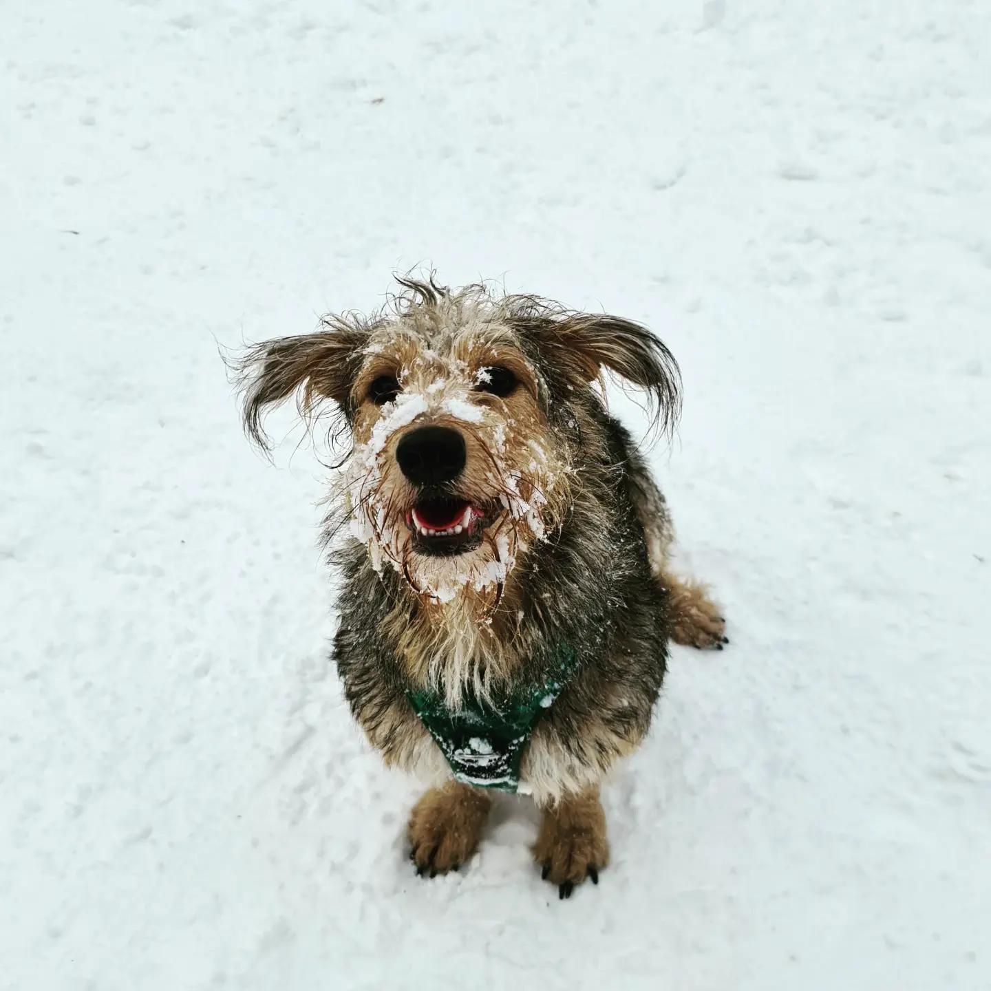 [oc] Pitaya loving the snow. | Scrolller
