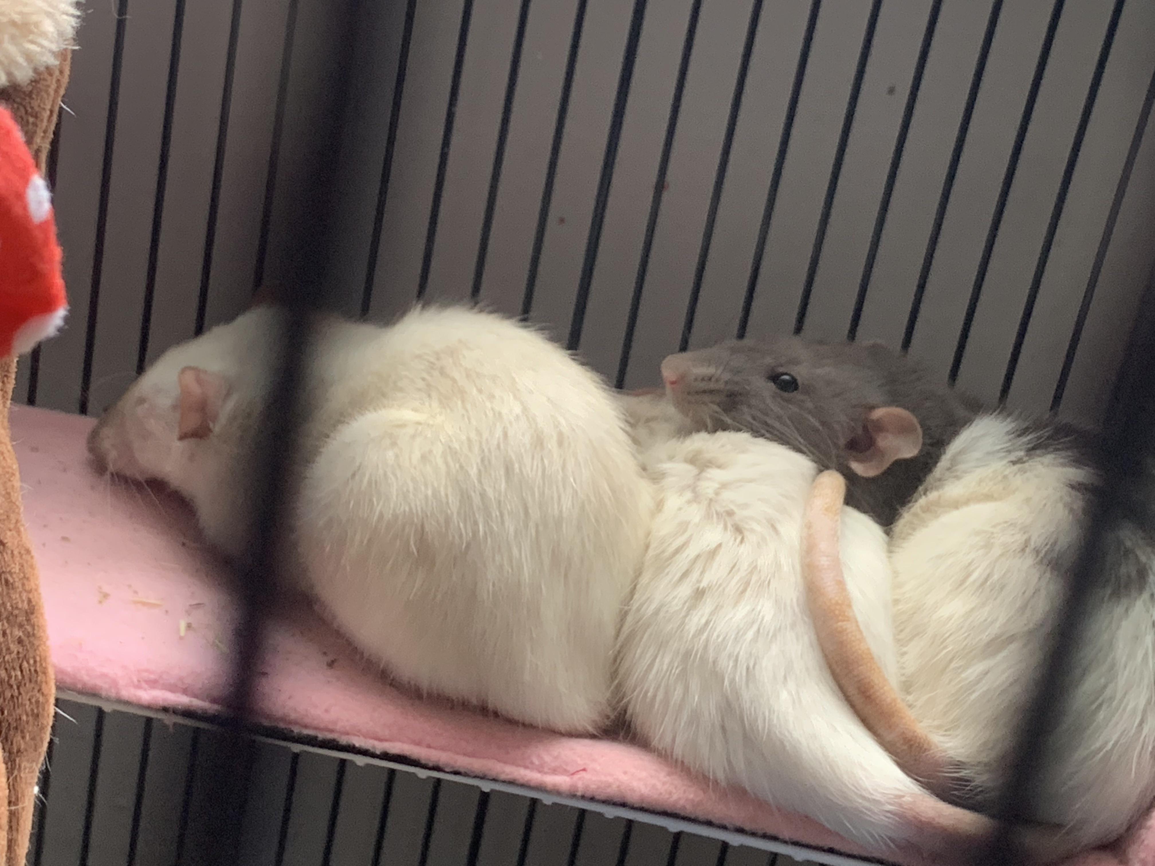 Rat stack | Scrolller