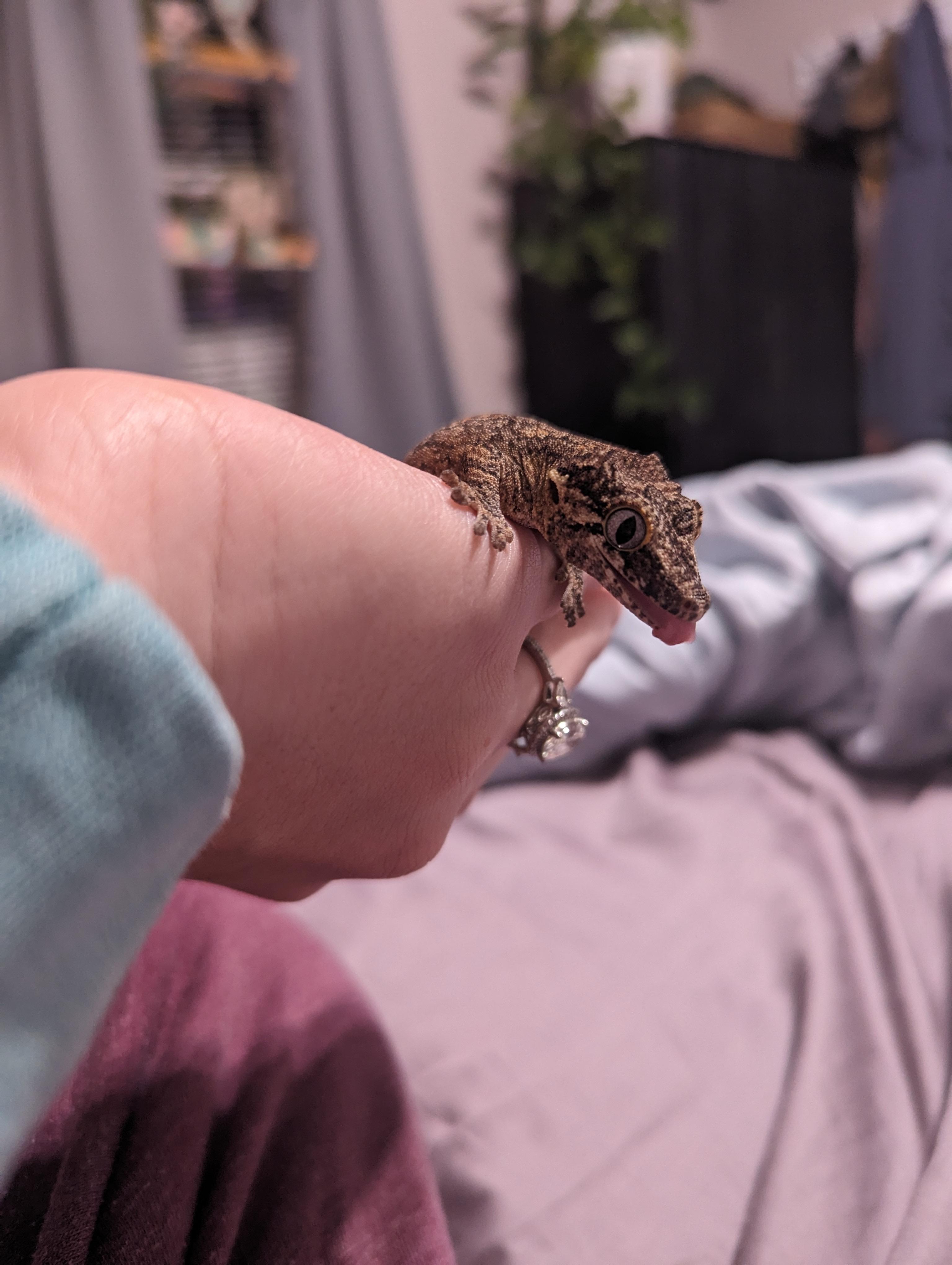 Dubia feeding. | Scrolller