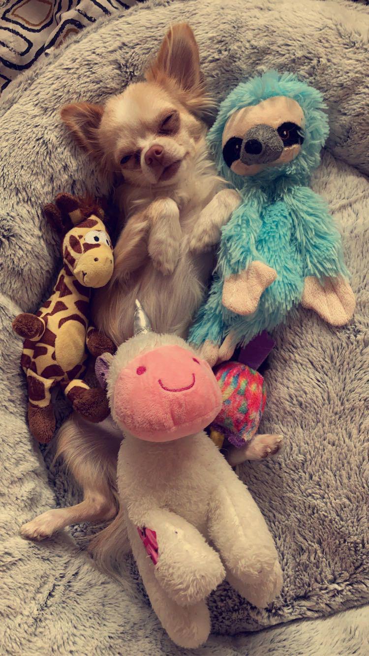 My best friend Rocco. 🐾 | Scrolller