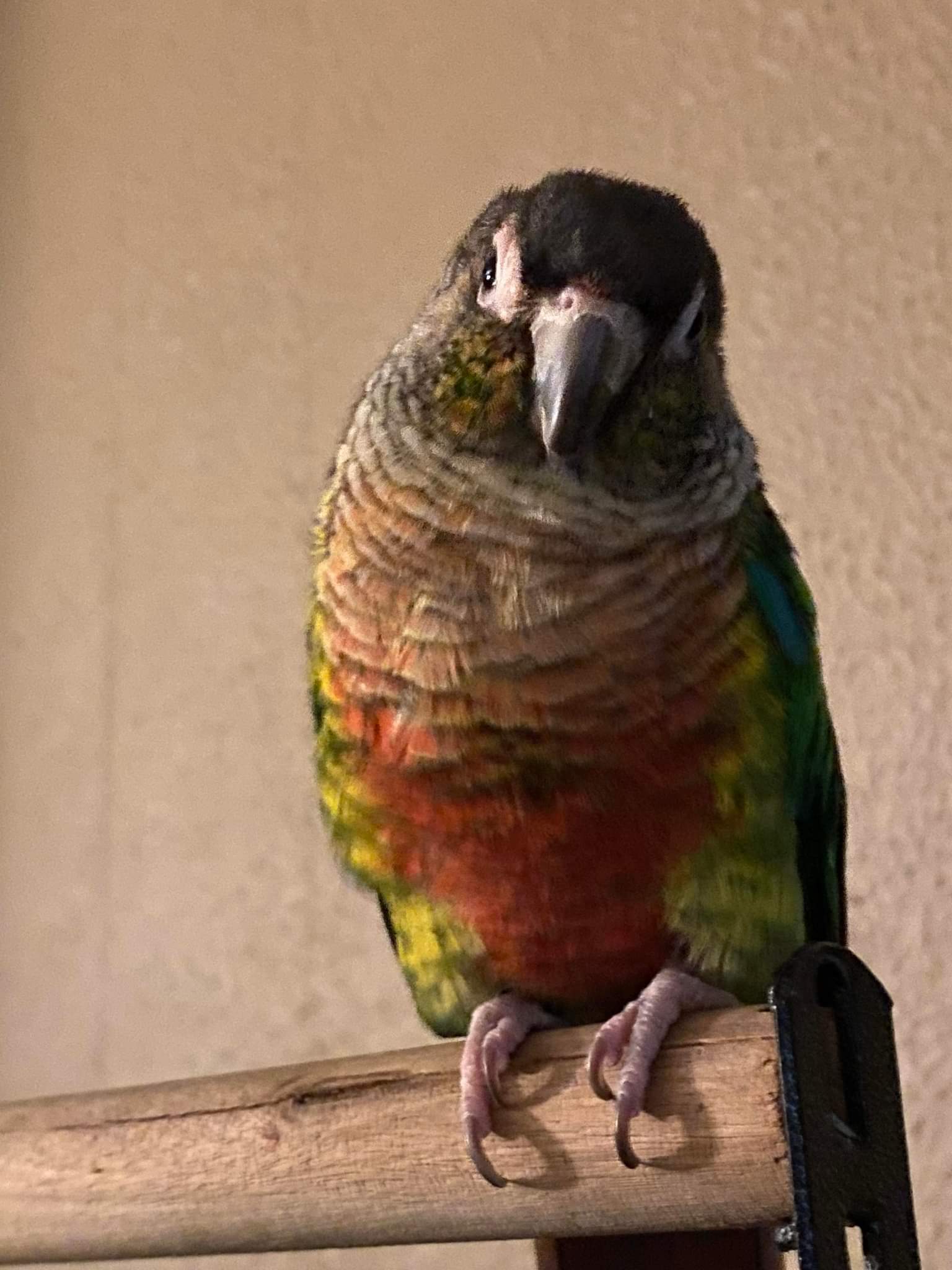 What's wrong with my conures eye? | Scrolller