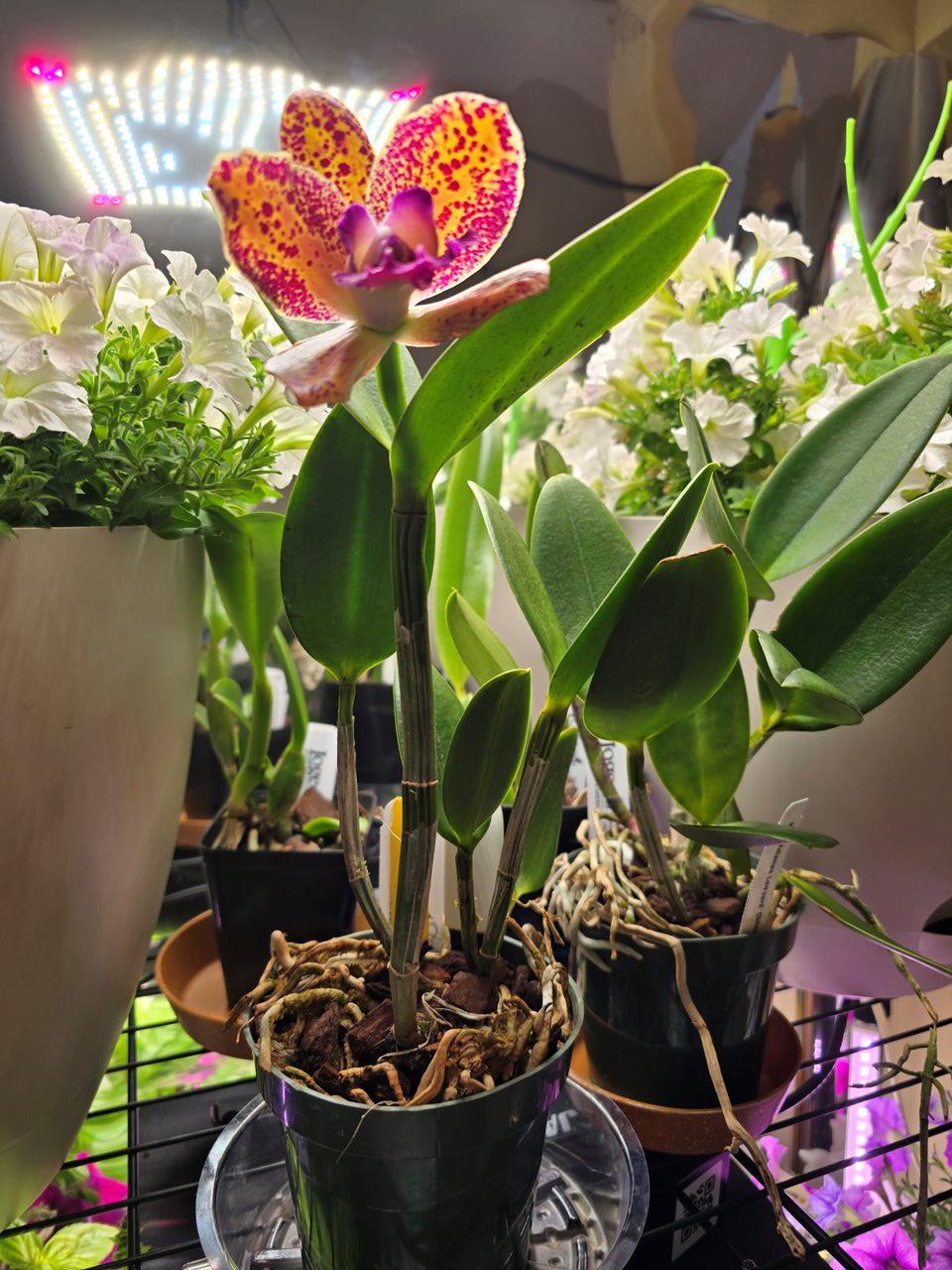 Orchids I Have In Bloom Now | Scrolller