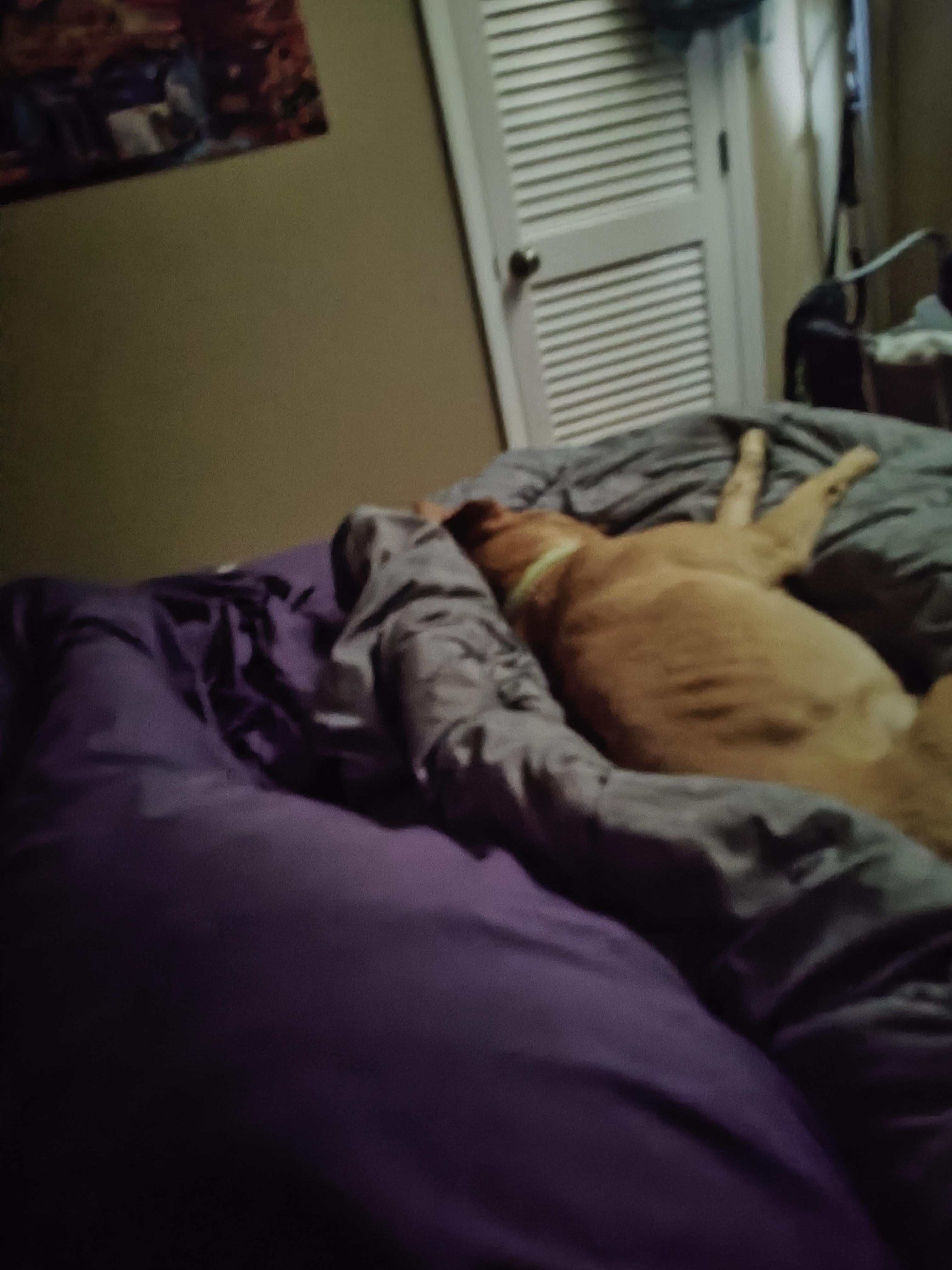 Day two with the new rescue | Scrolller