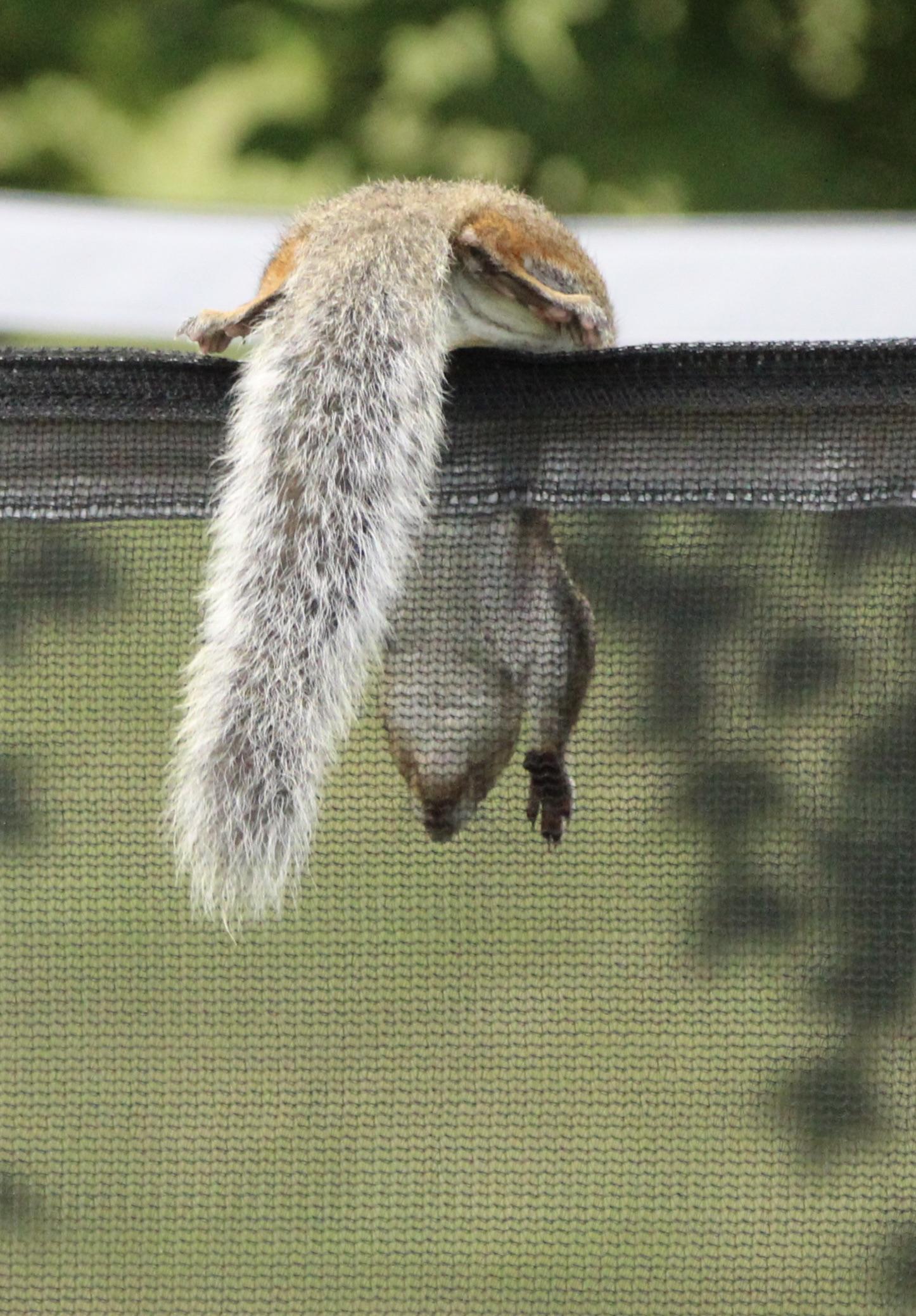 Trampoline fun. | Scrolller