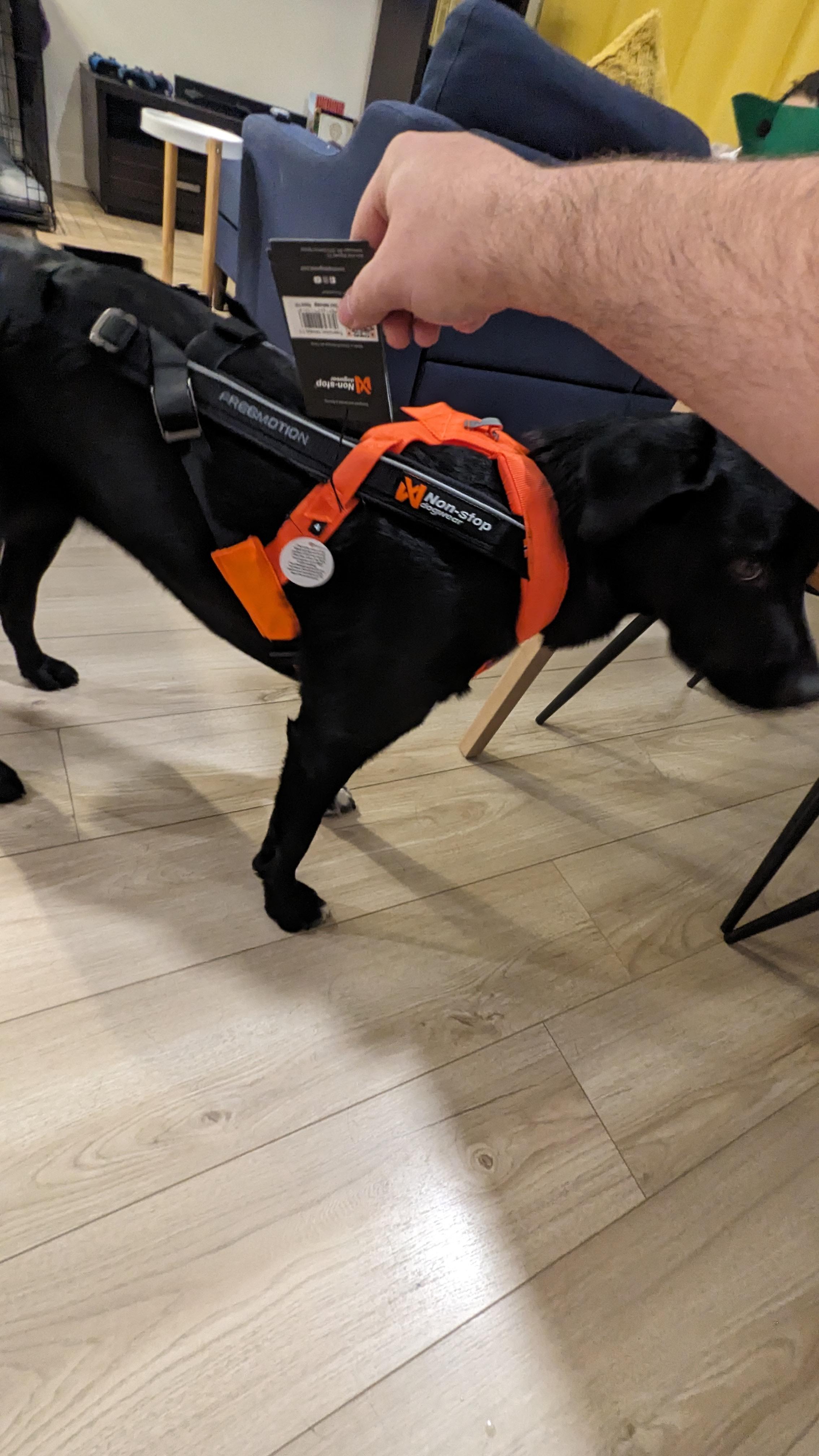 Harness sizing? | Scrolller