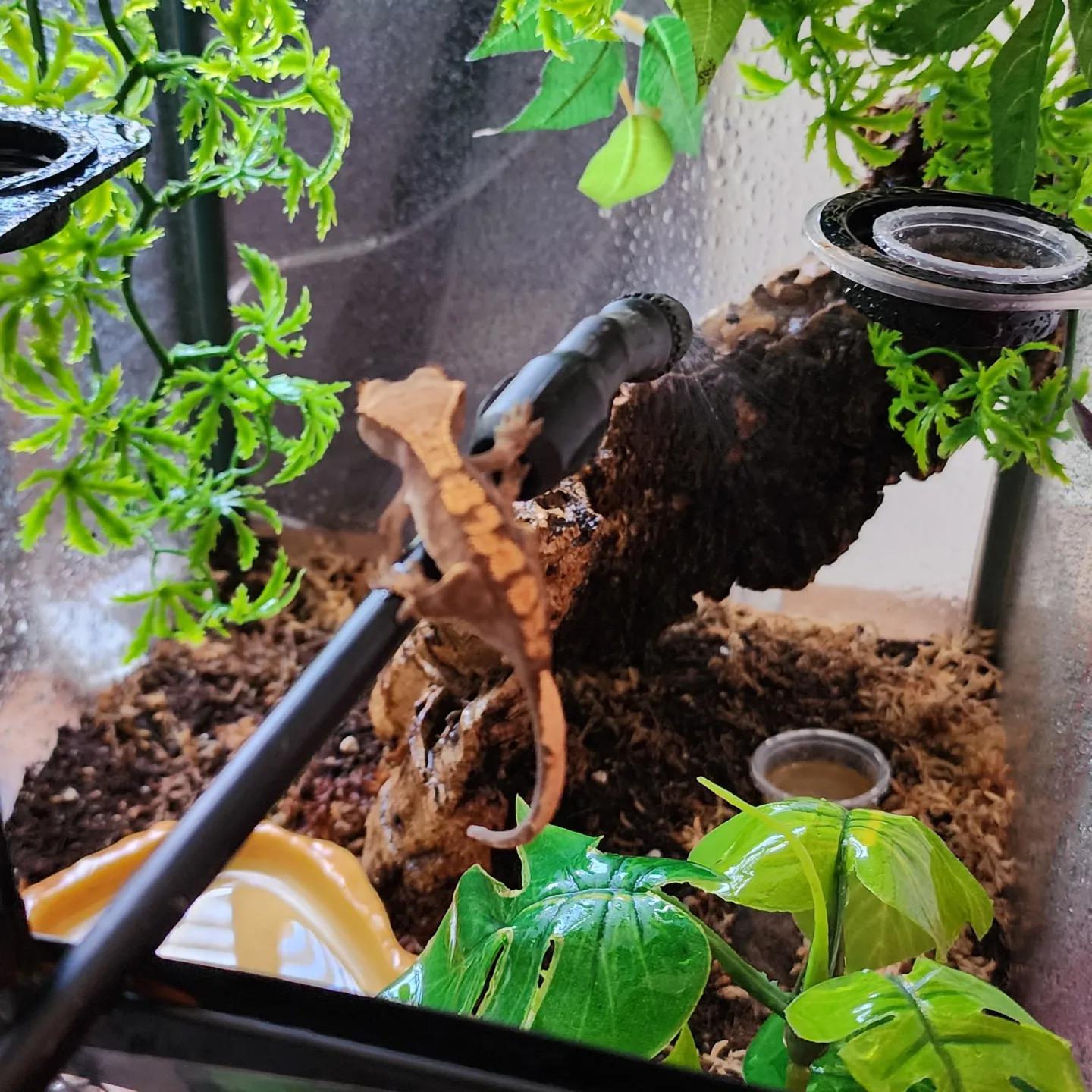 Little dude decided he wanted to help spray his enclosure this morning | Scrolller