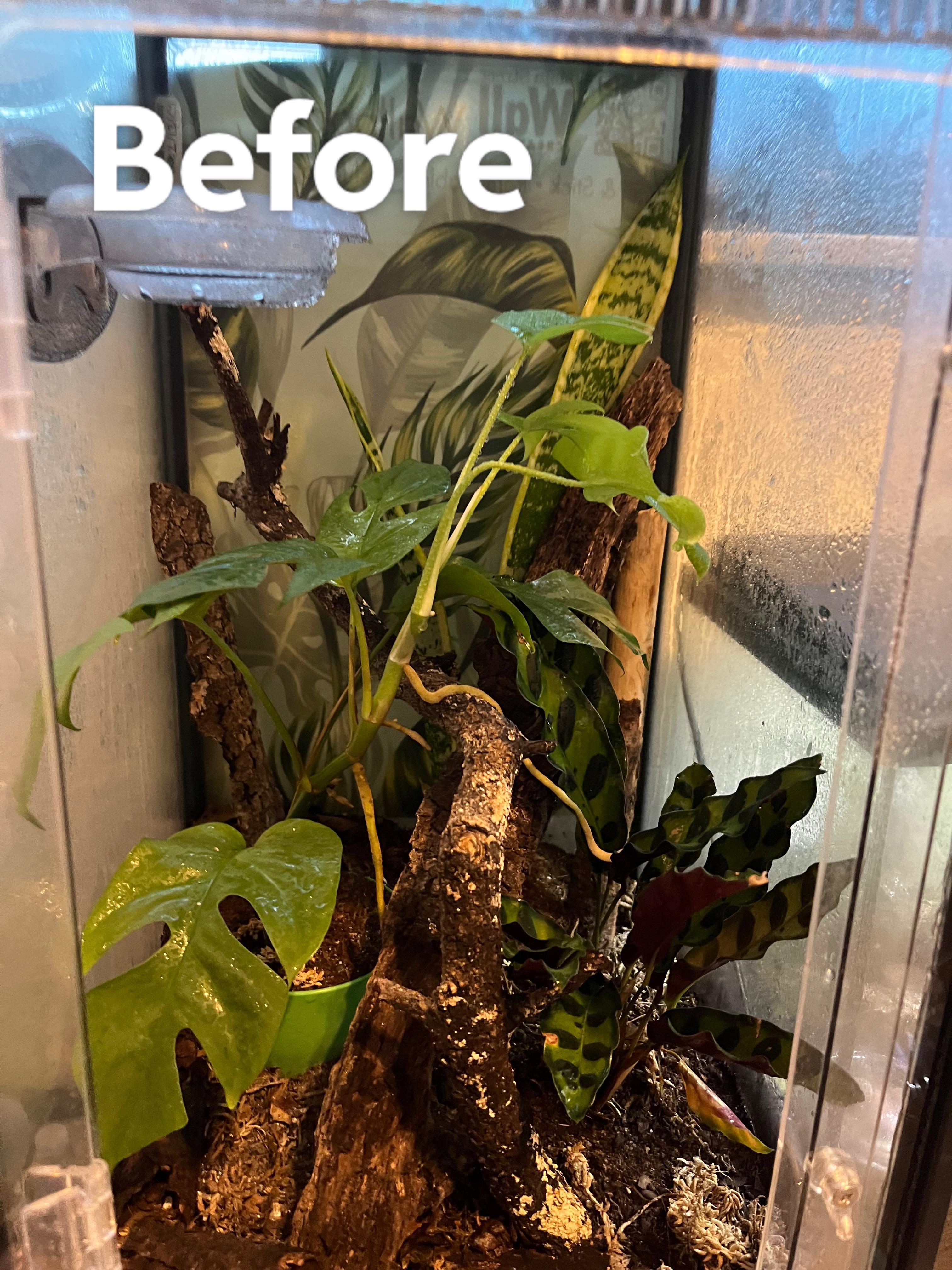 New mourning gecko setup! | Scrolller