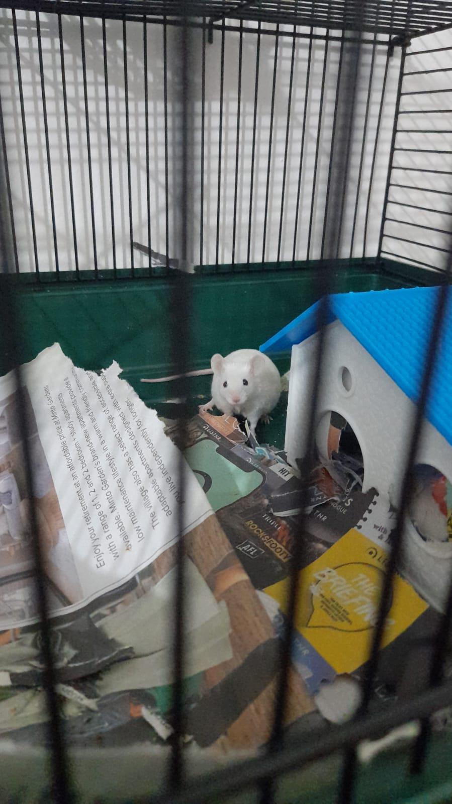 Mice🐭🐭🐭 | Scrolller