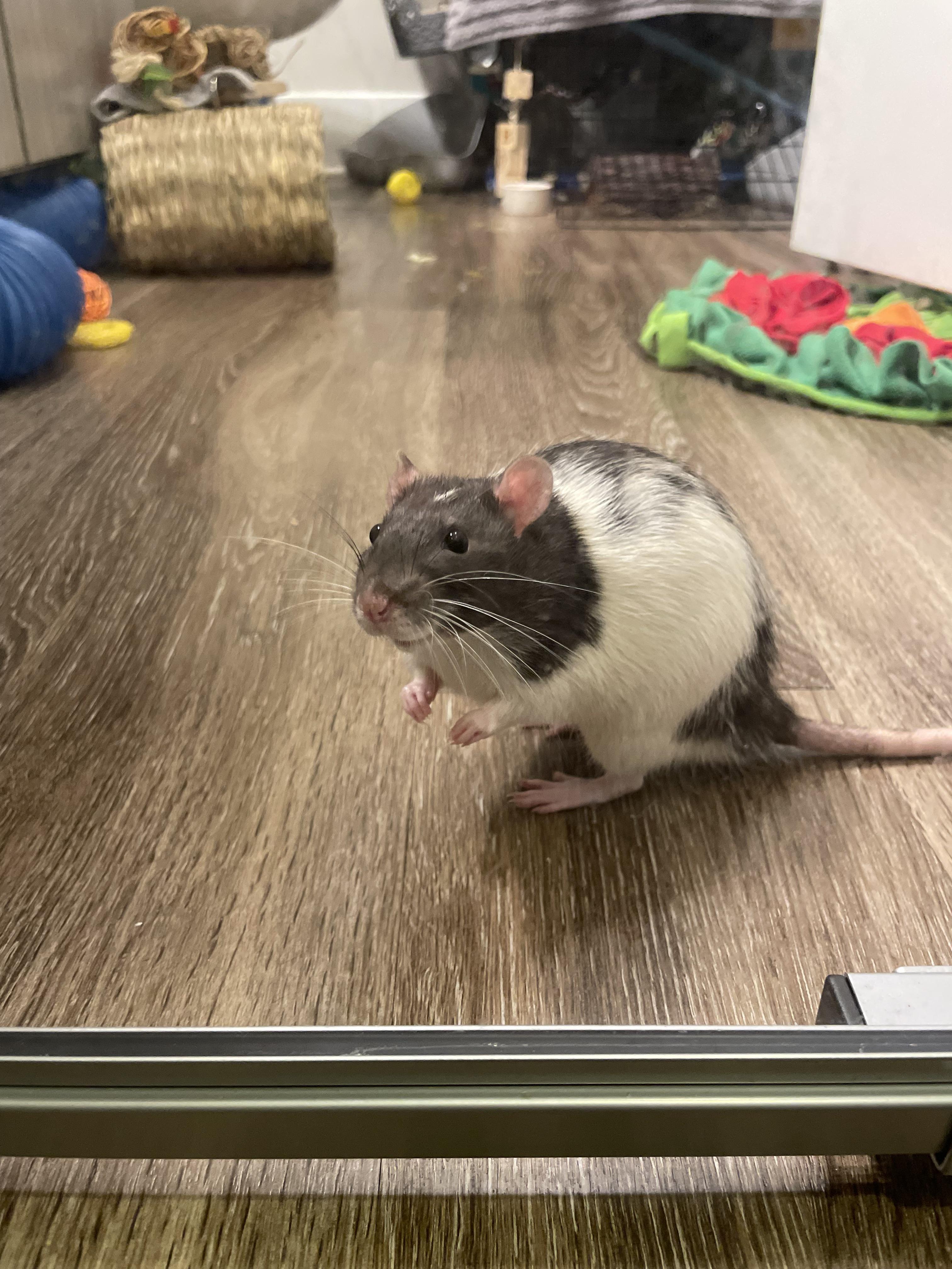 How old is this Rat | Scrolller