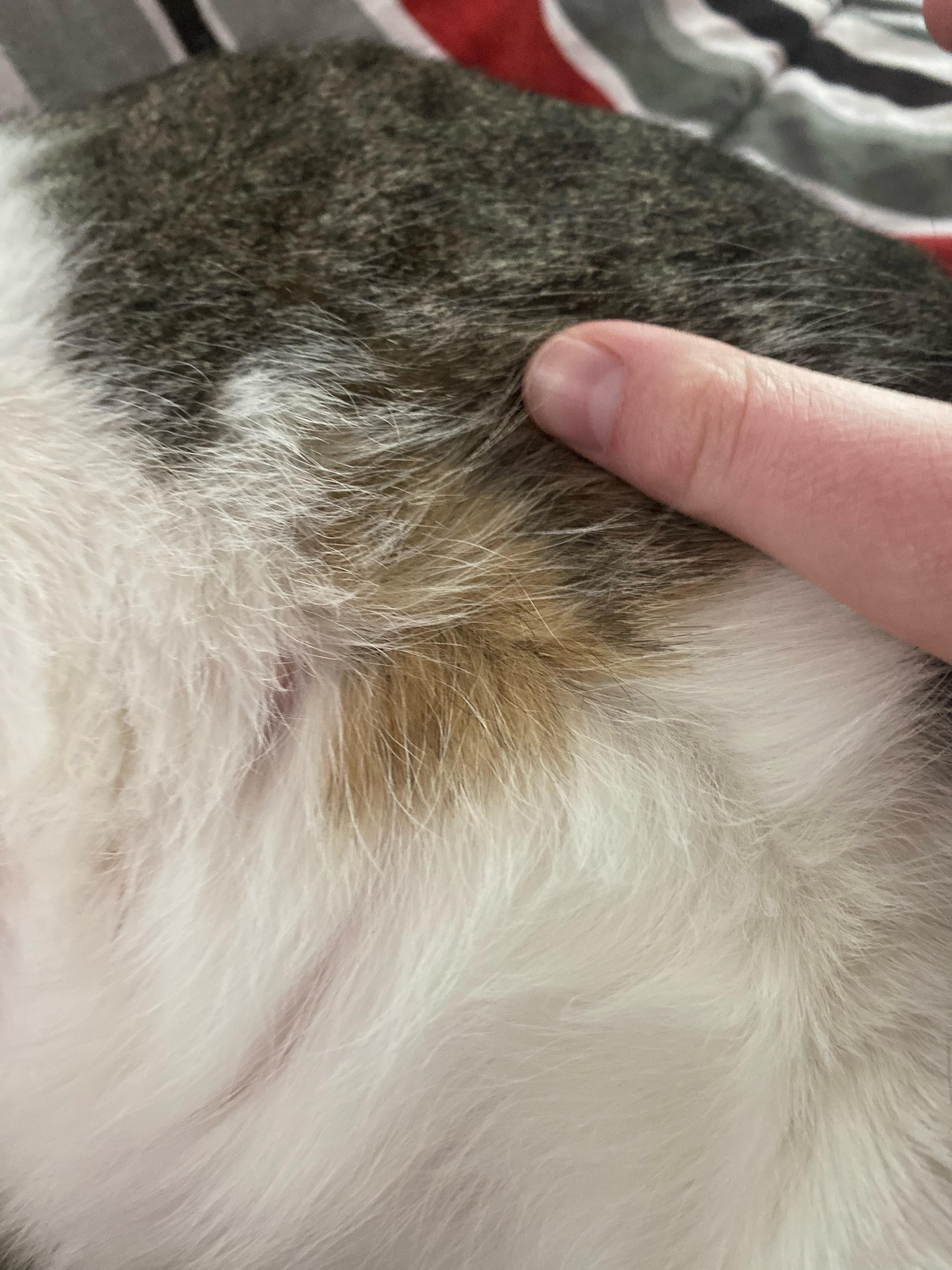 Does anyone know why my cat has lighter brown patches on him? | Scrolller